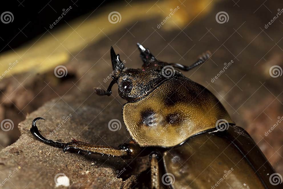 Stag beetle face stock image. Image of closeup, wing - 11038093