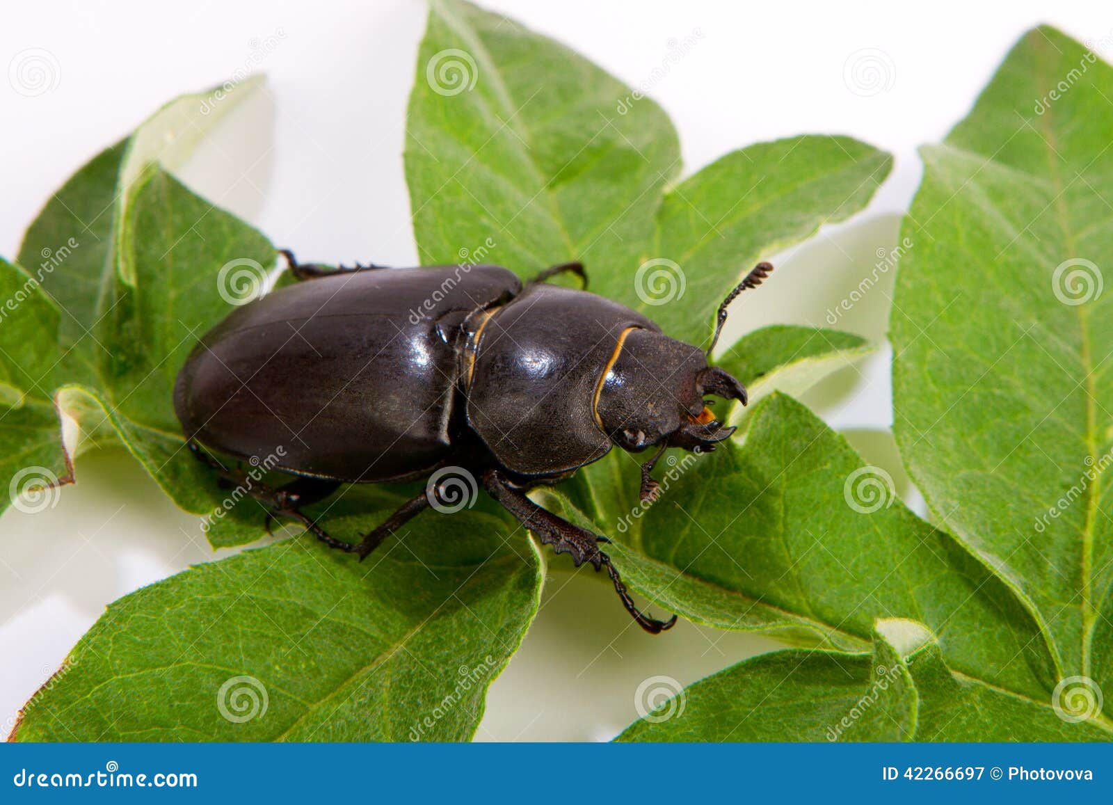 Stag Beetle Female (Lucanus Cervus) Stock Image - Image of collector ...