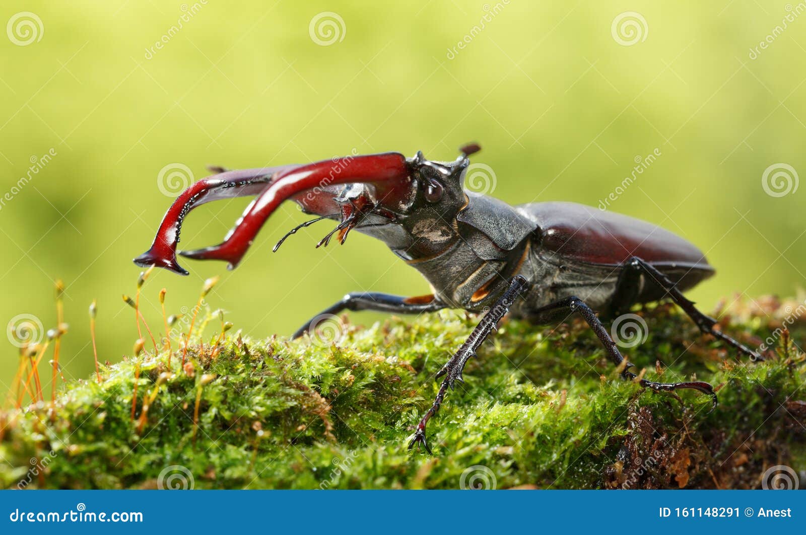 Giant Stag Beetle Royalty Free Stock Image 151207276