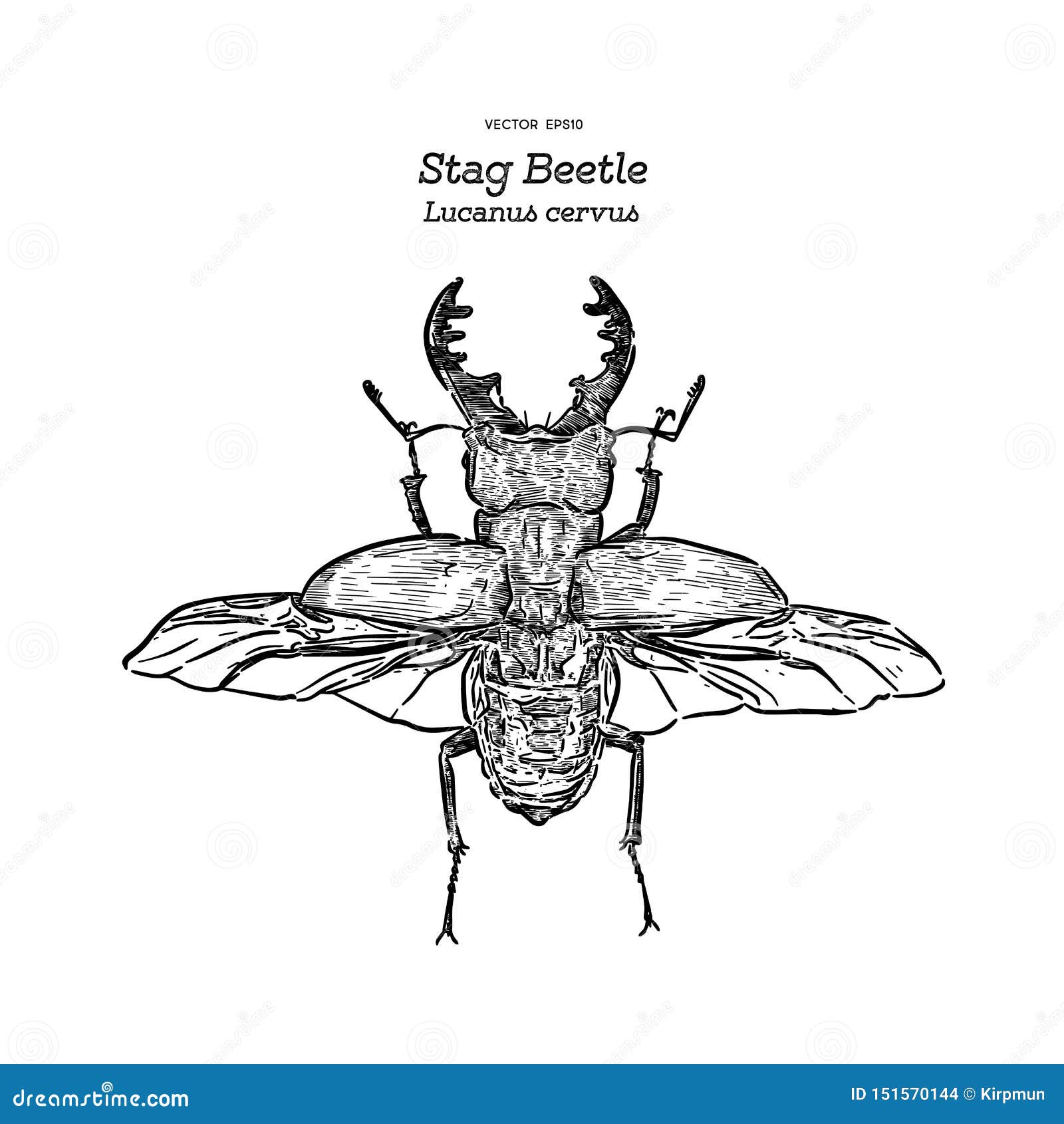 Flying Stag Beetle, Hand Draw Sketch Vector | CartoonDealer.com #151570144