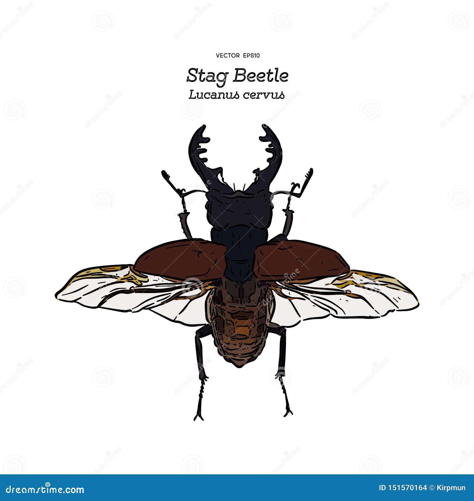 Stag Beetle, Hand Draw Sketch Vector | CartoonDealer.com #151570164