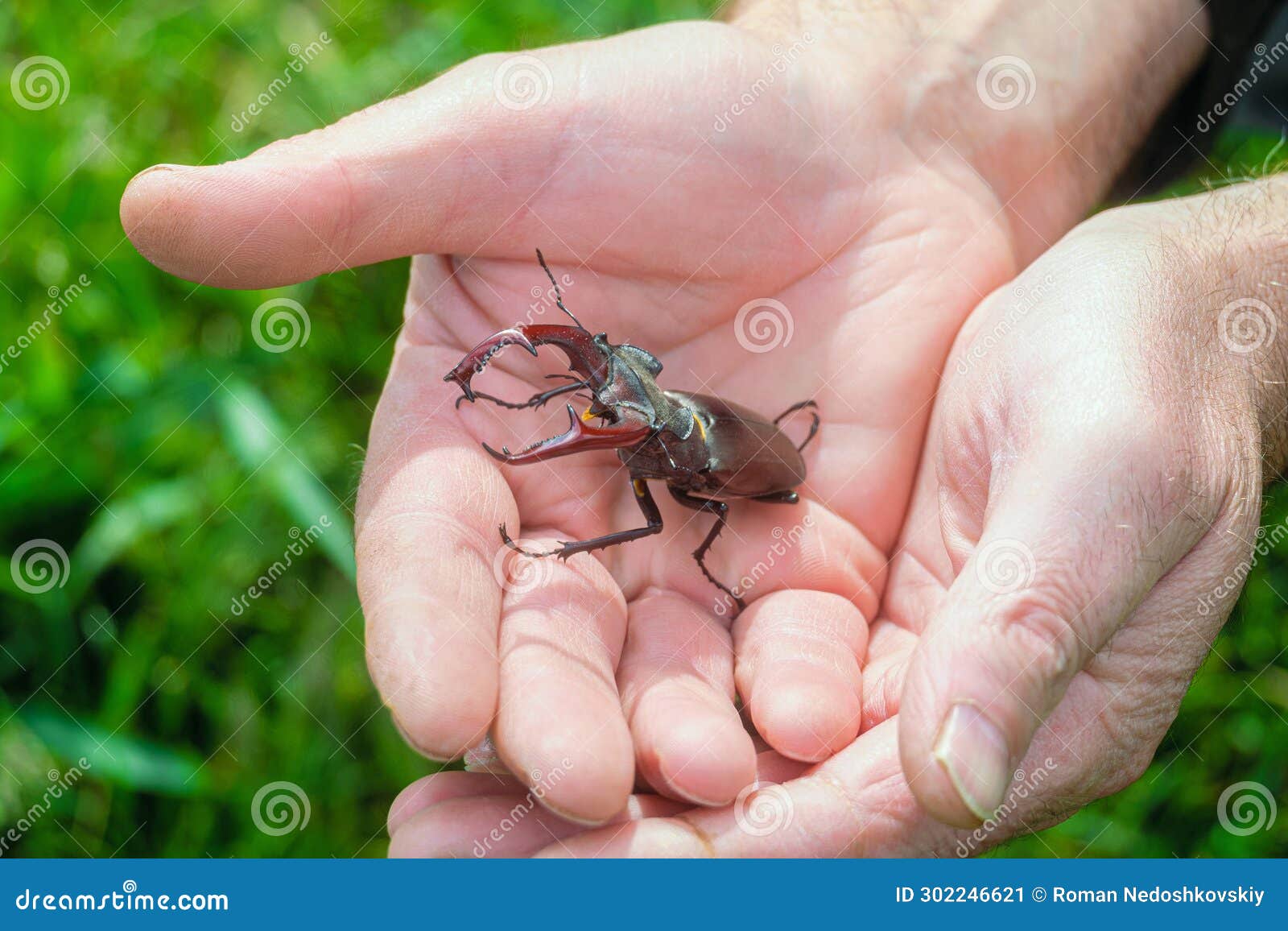 Stag Beetle in the Hands of a Human Stock Image - Image of wildlife ...