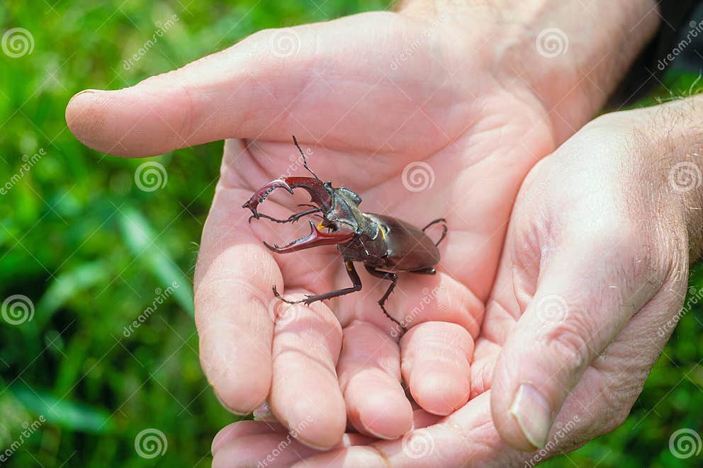 Stag Beetle in the Hands of a Human Stock Image - Image of wildlife ...