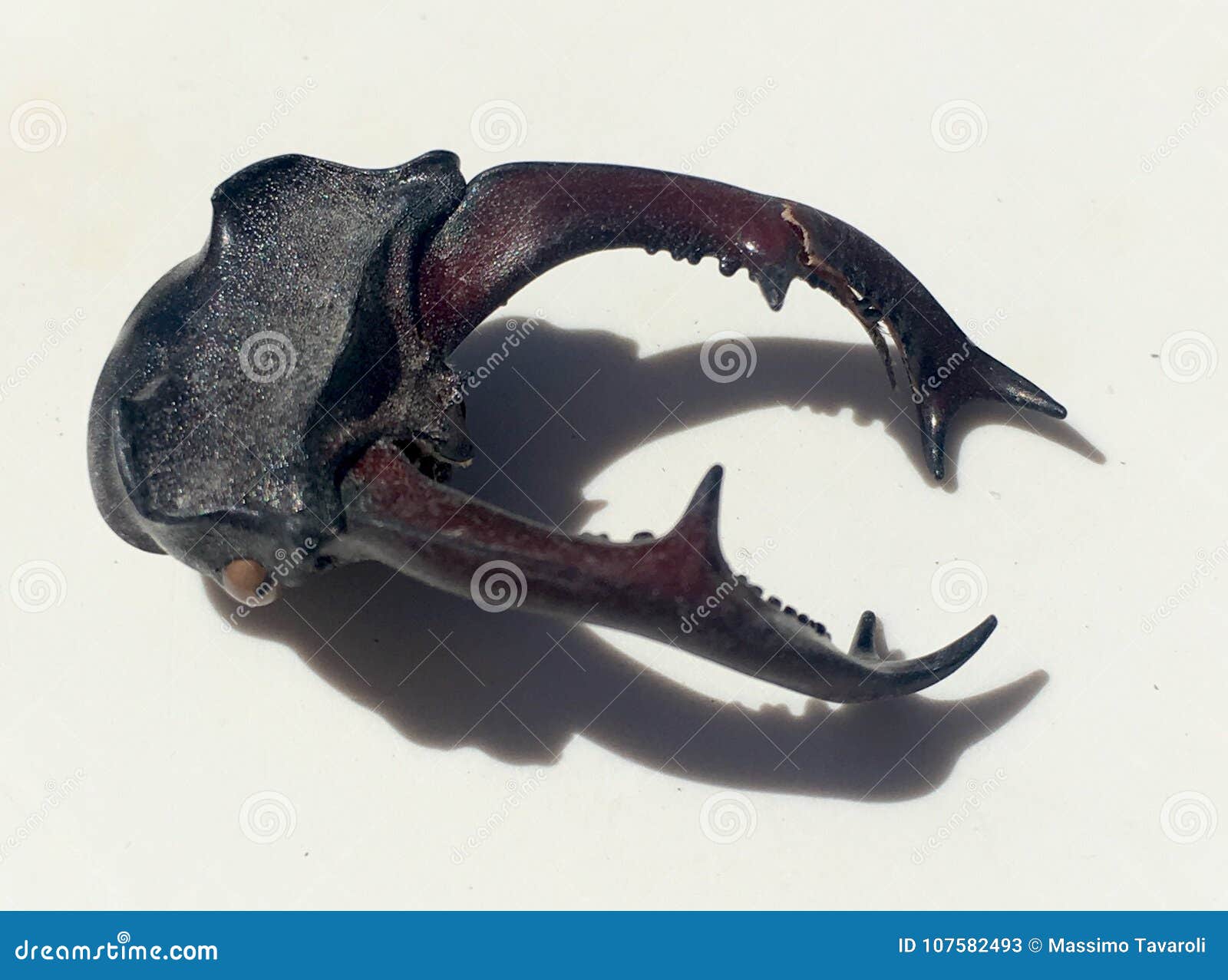 Stag beetle head close up stock image. Image of white - 107582493