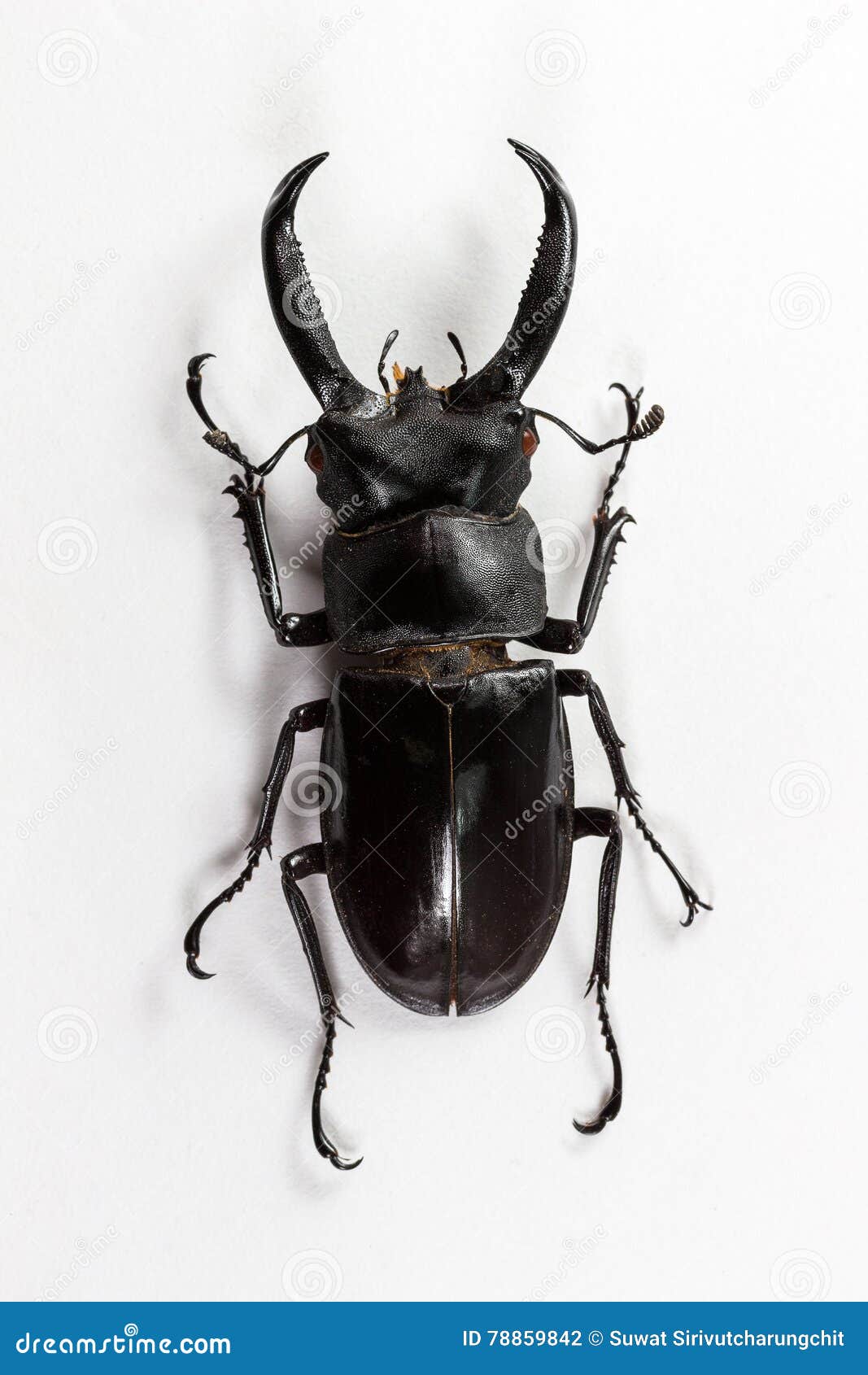 Stag Beetle (Hexarthrius Nigritus) Top View Stock Photo - Image of ...
