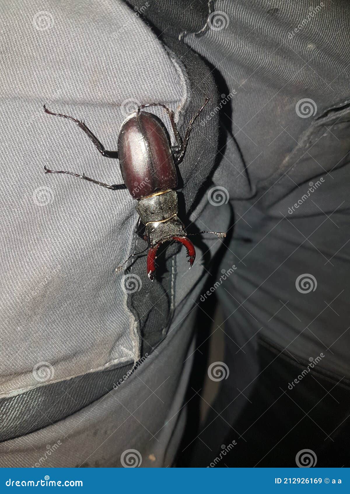 Stag beetle on his leg stock image. Image of limb, clothing - 212926169