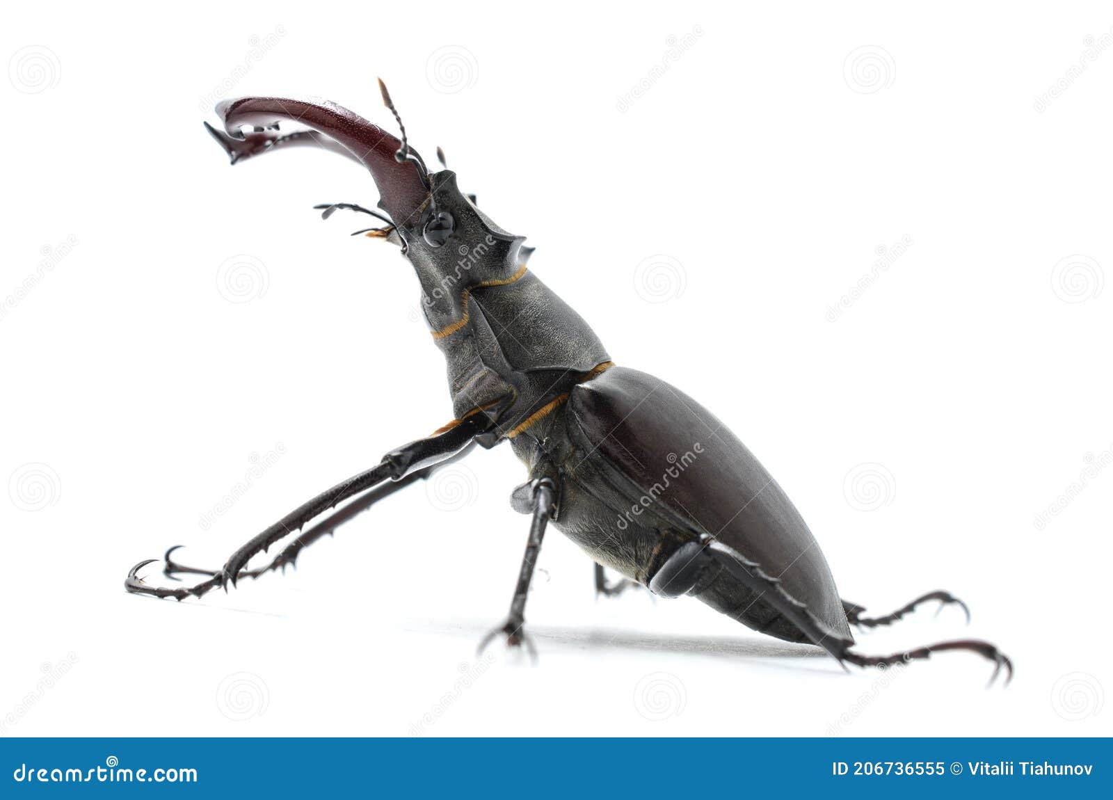 Stag Beetle Isolated on White, Side View Stock Image - Image of side ...
