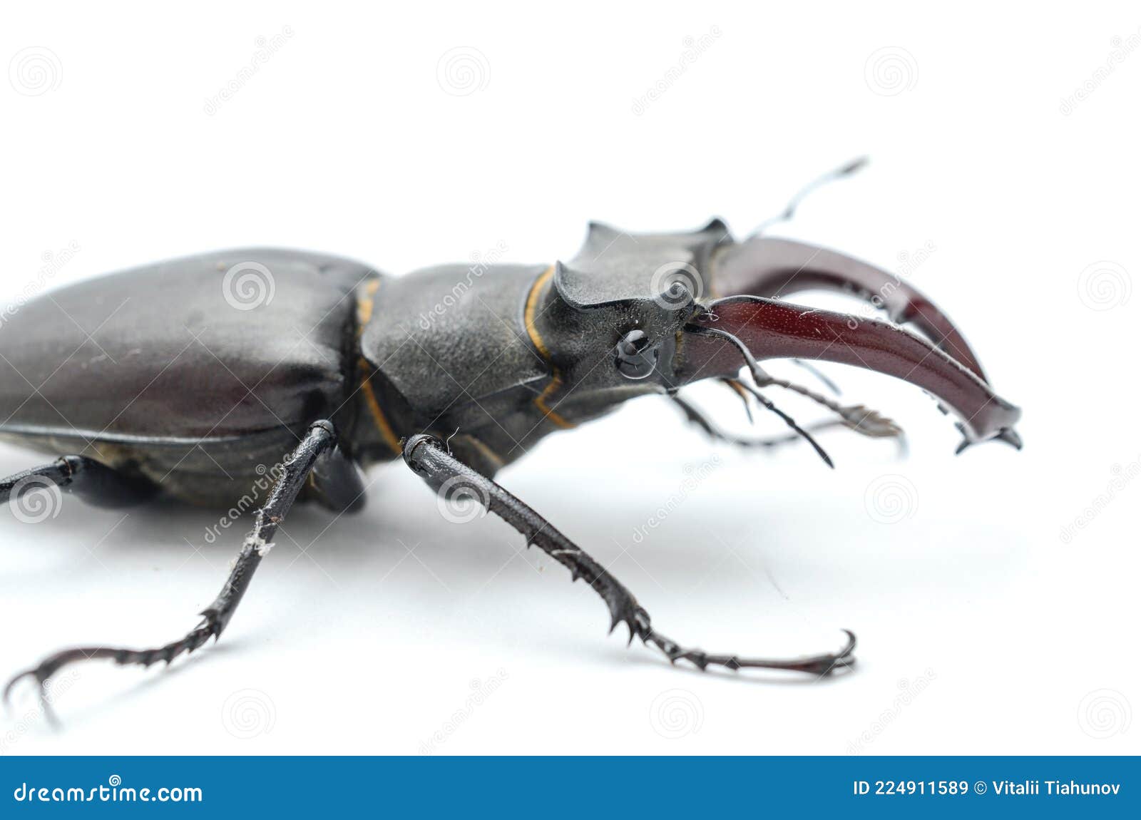 Stag Beetle Isolated on White, Side View Stock Image - Image of rare ...
