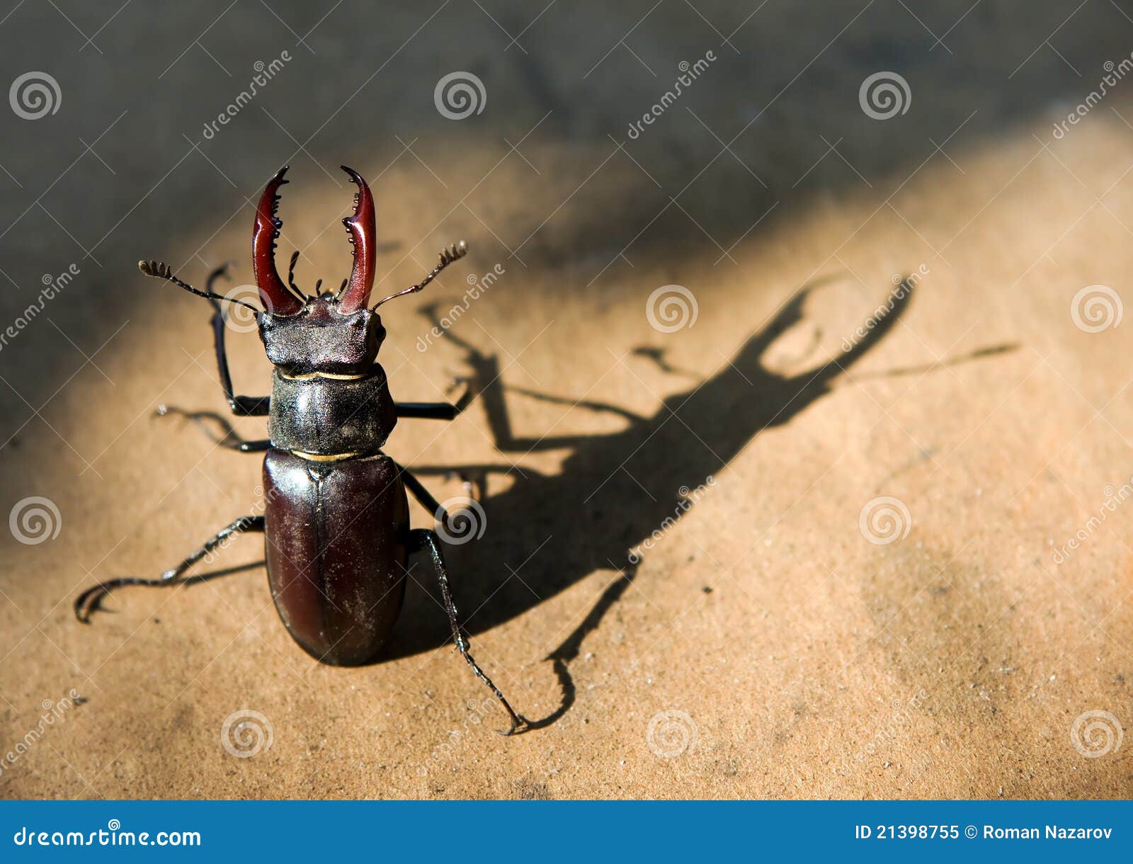 Stag Beetle and Its Reflection Stock Image - Image of closeup, buzz ...