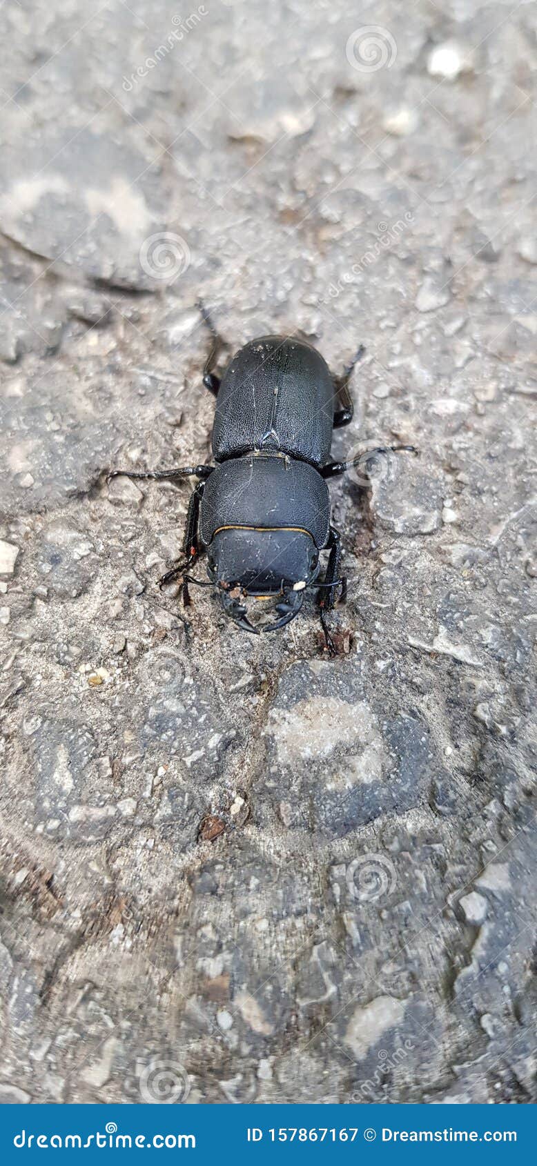 Kuwagata Stock Photos - Free & Royalty-Free Stock Photos from Dreamstime