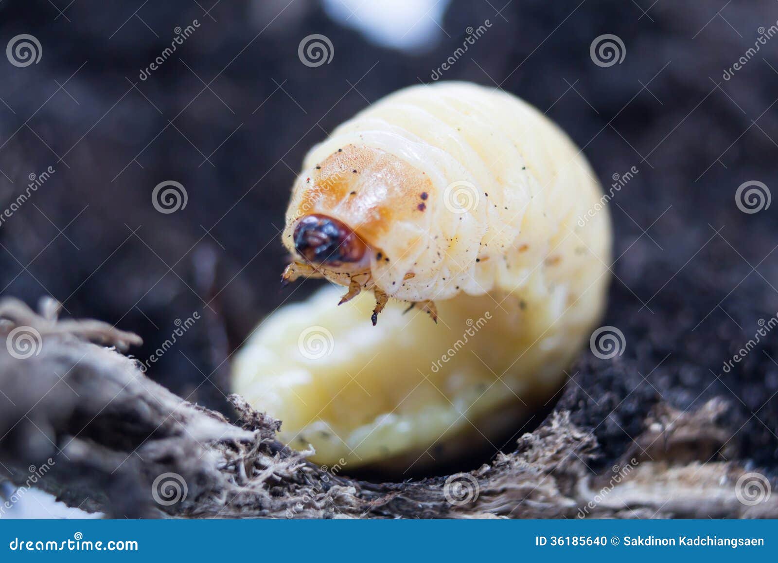 Stag beetle larva stock photo. Image of legs, gooey, nature - 36185640