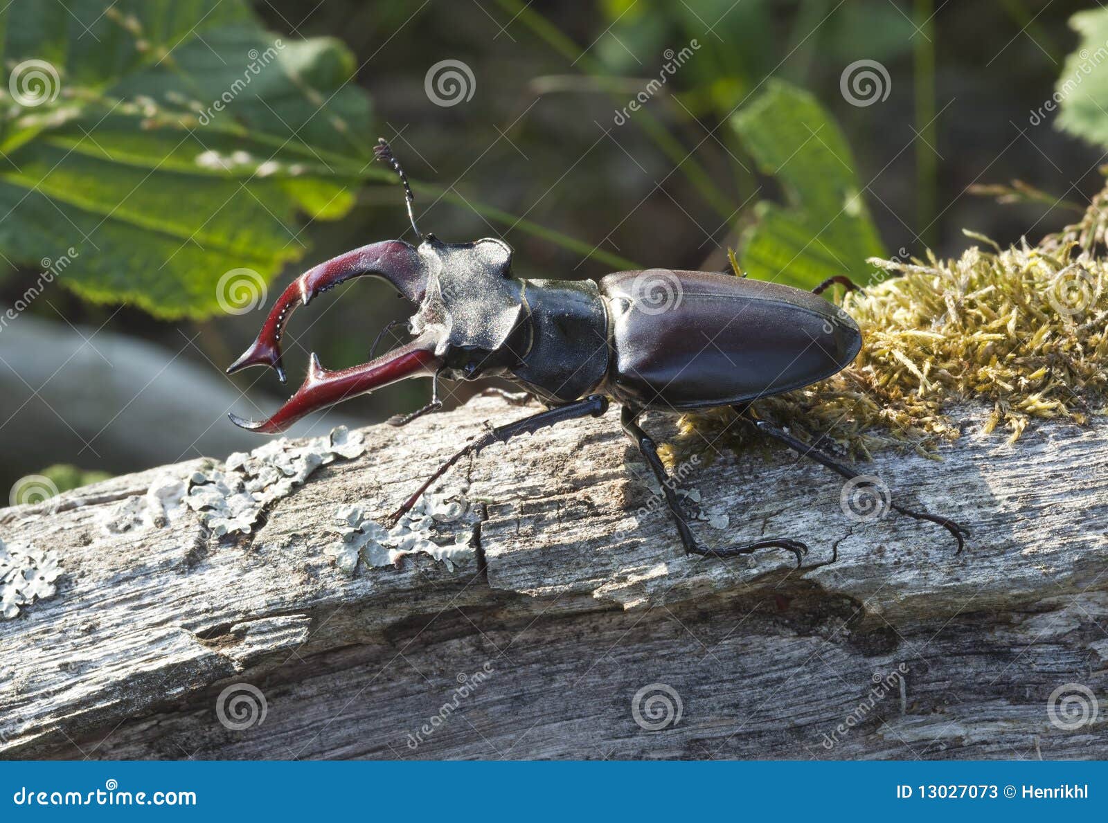 Stag Beetle (Lucanus Cervus) Sitting on Tree. Stock Image - Image of ...