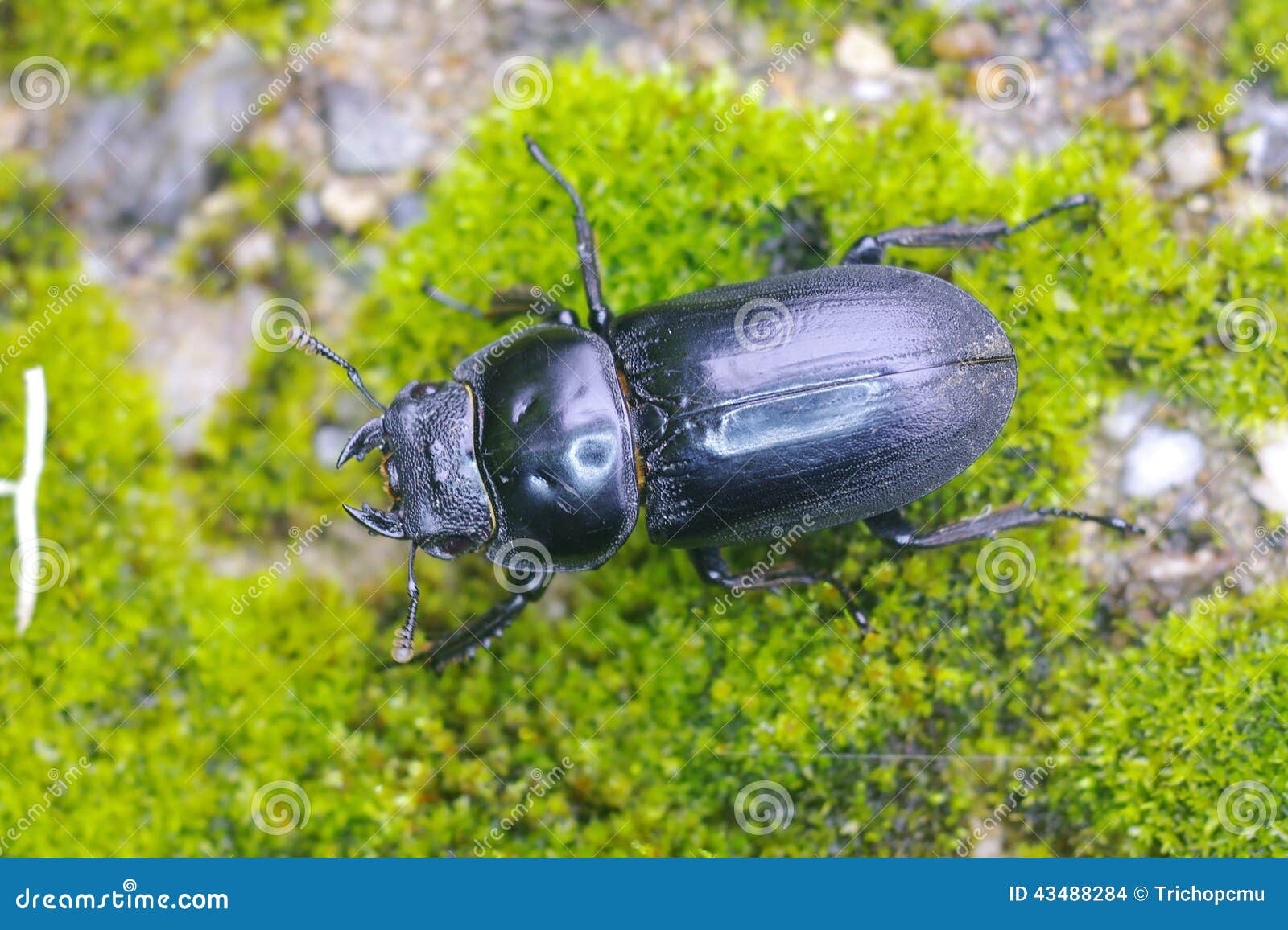 Stag Beetle on the Moss Mat Stock Photo - Image of biology, insects ...