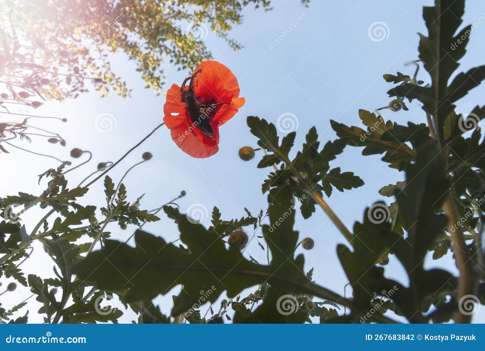 Stag Beetle on Red Poppy Bottom View Stock Photo - Image of antler ...