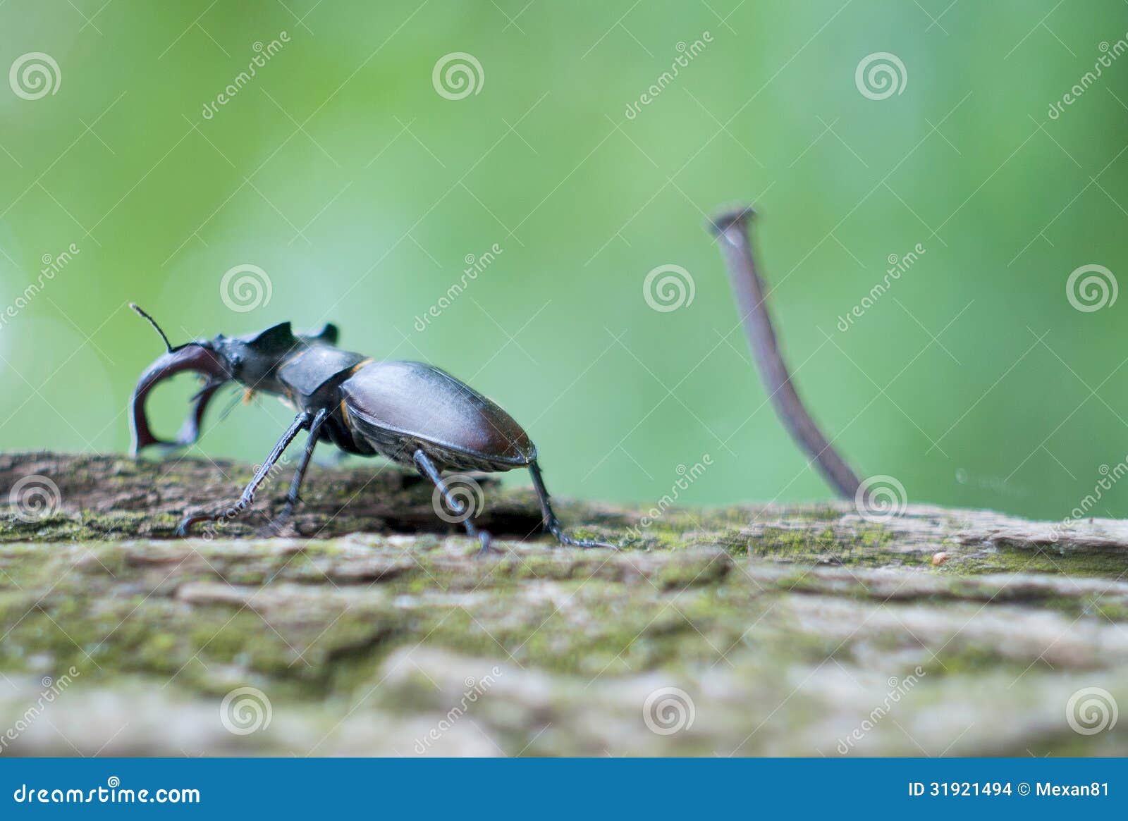 Stag beetle stock photo. Image of concepts, branch, endangered - 31921494