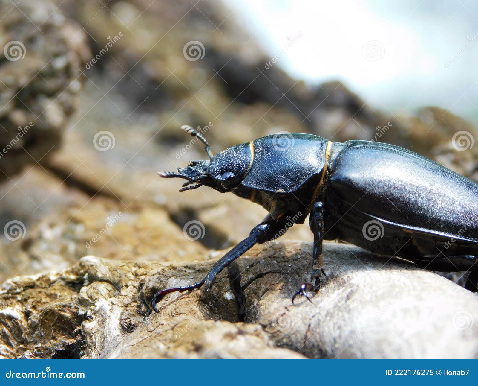 Stag Beetle on a Tree. Beautiful Big Beetle Stock Image - Image of ...