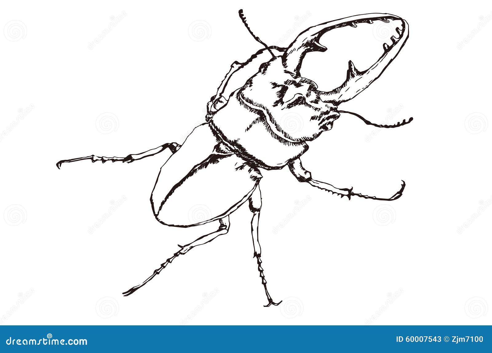 Stag beetle stock vector. Illustration of material, beetle - 60007543