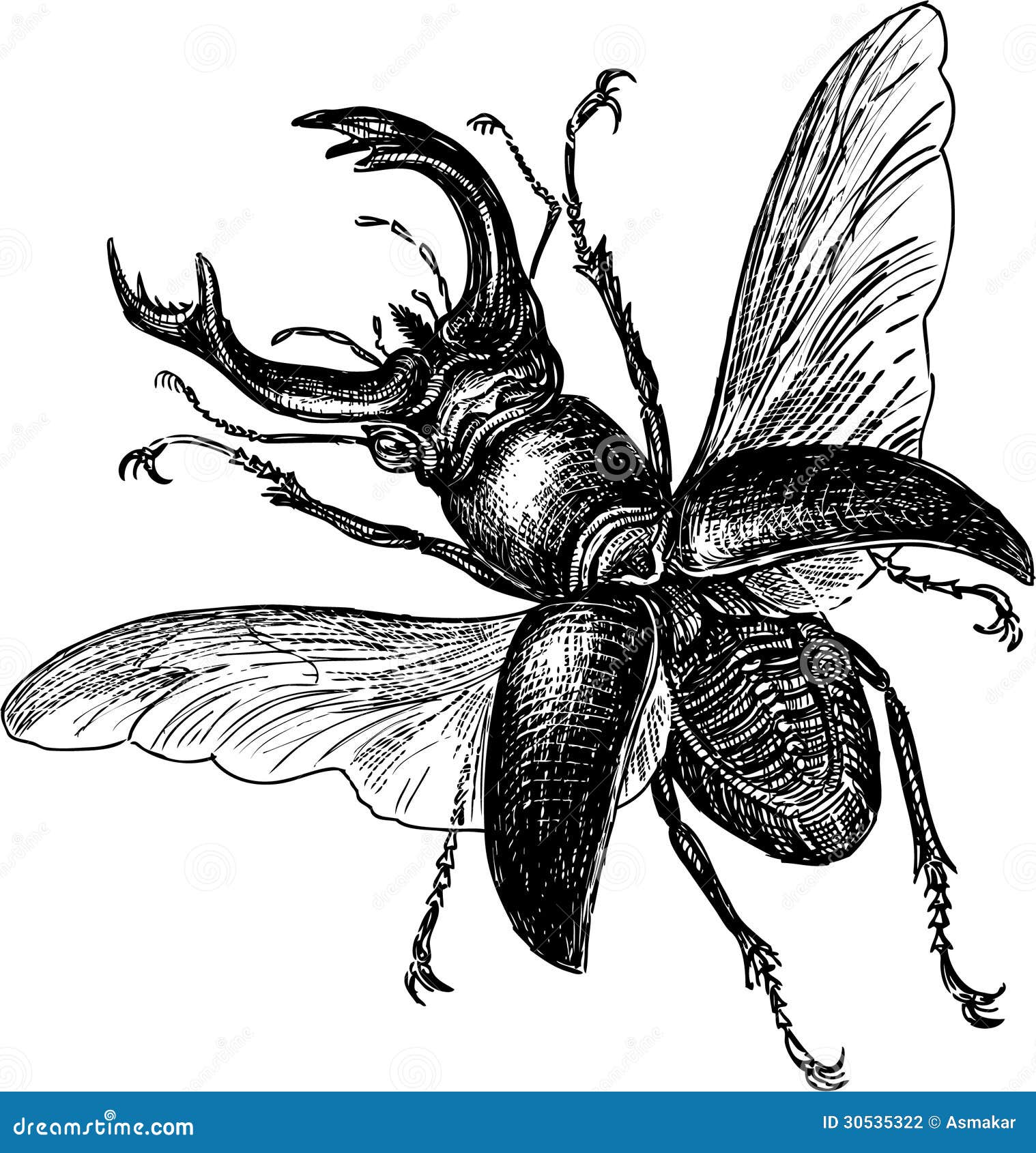 Stag-beetle stock vector. Illustration of legs, animal - 30535322