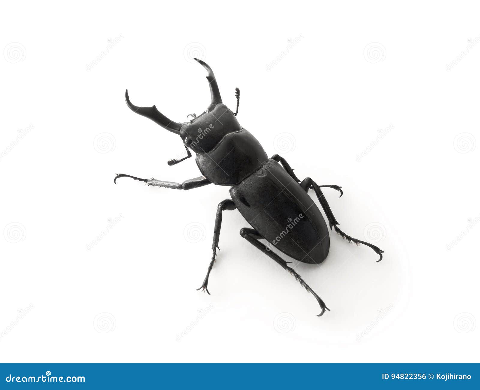 Stag Beetle on White Background Stock Photo - Image of dark ...