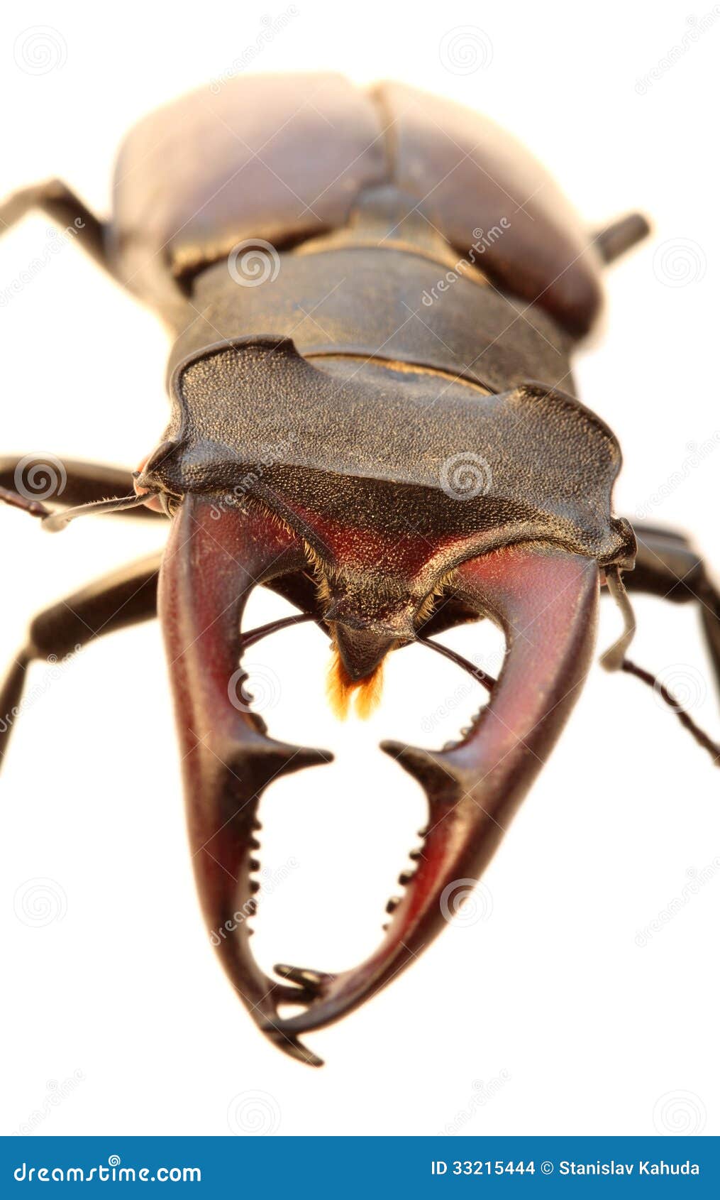 Stag beetle stock photo. Image of acrophobia, antler - 33215444