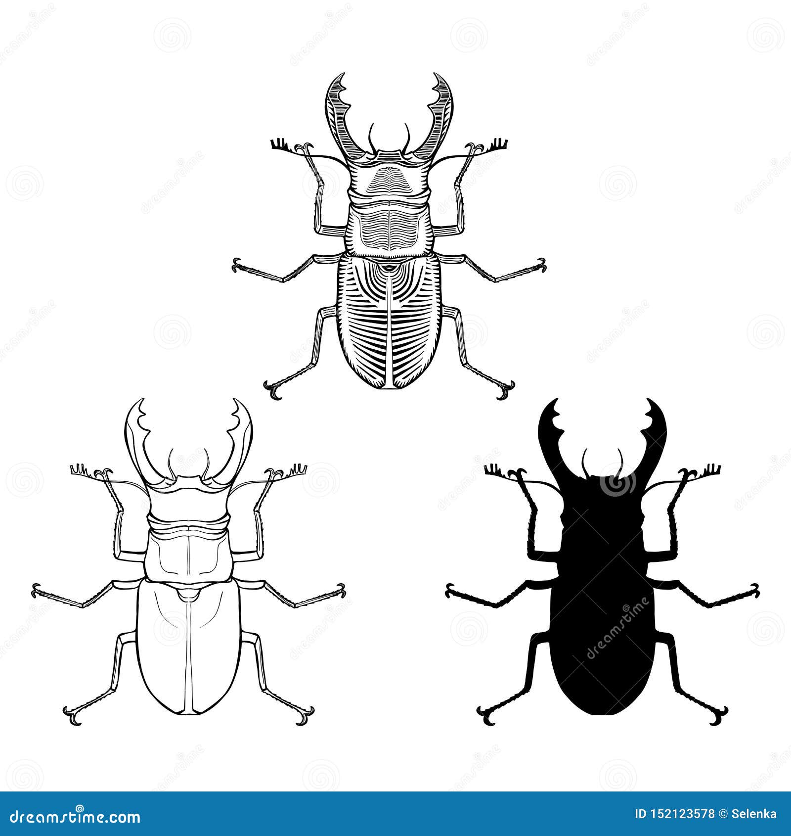 Stag-beetles Graphic Illustration Set Stock Vector - Illustration of ...