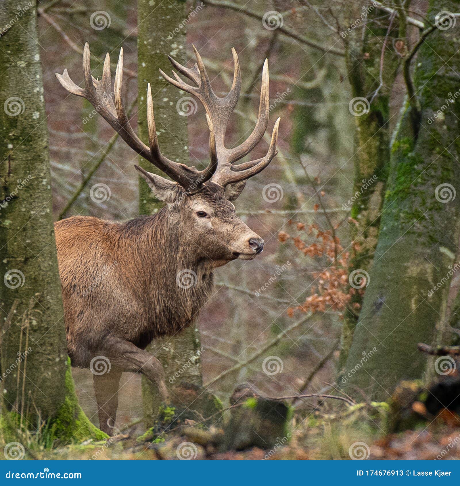 Stag with Some Big Antlers in the Forest Stock Image - Image of forest ...