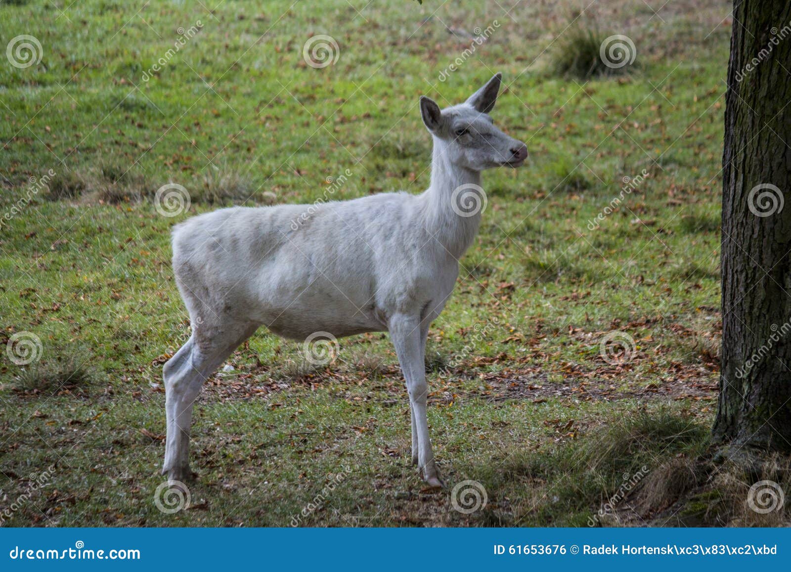 Stag, stock photo. Image of hunter, hunting, rare, breeding - 61653676