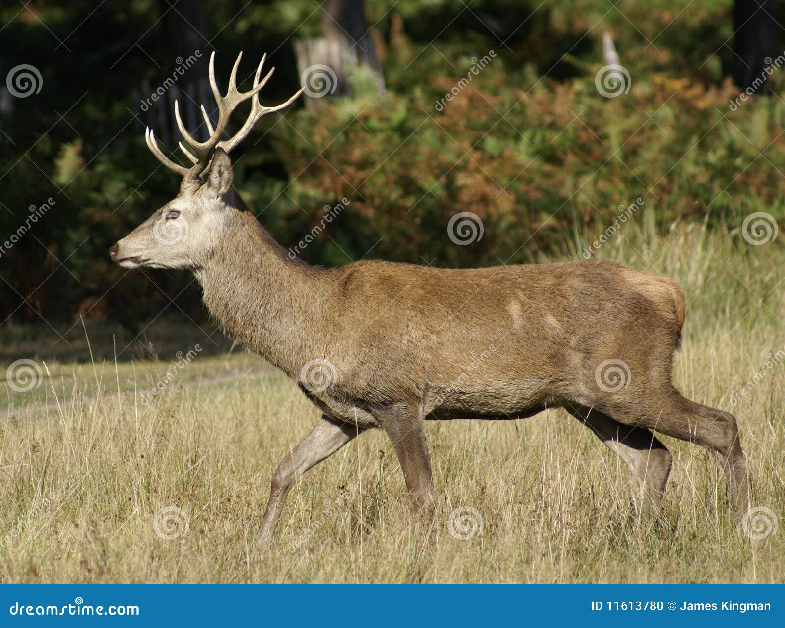 Stag Deer stock photo. Image of deer, reindeer, hunting - 11613780