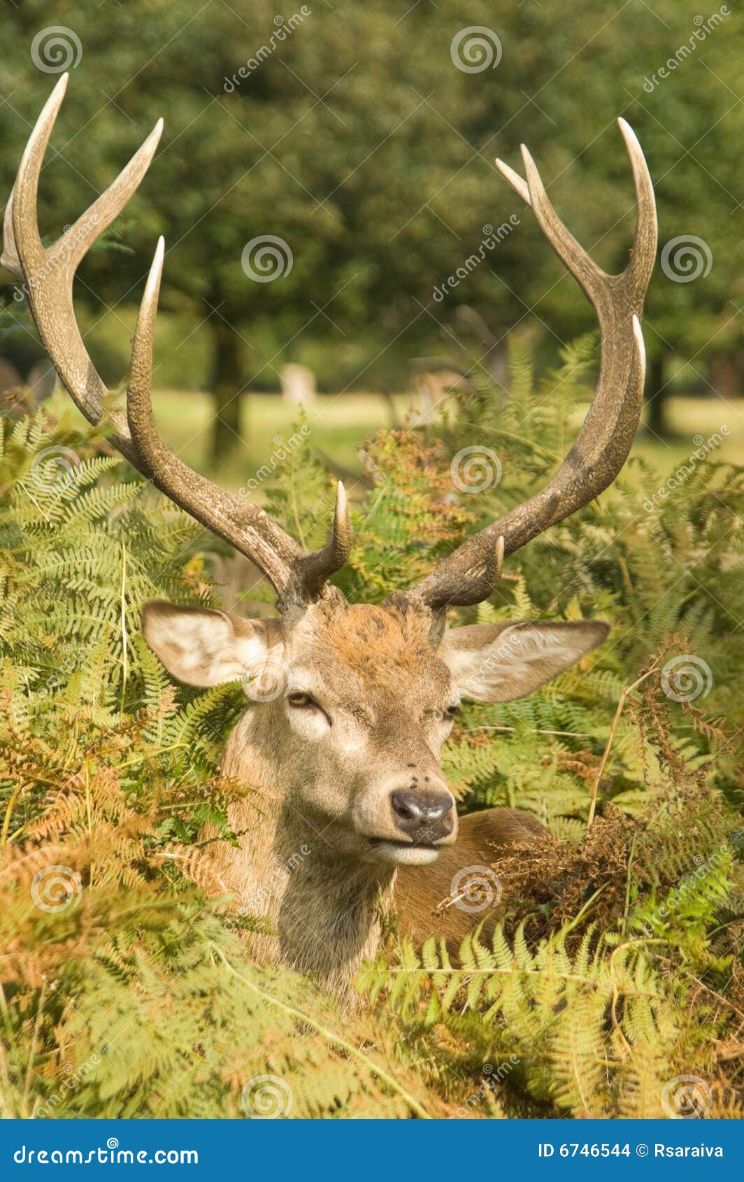 Stag deer stock photo. Image of tree, hind, nose, animal - 6746544