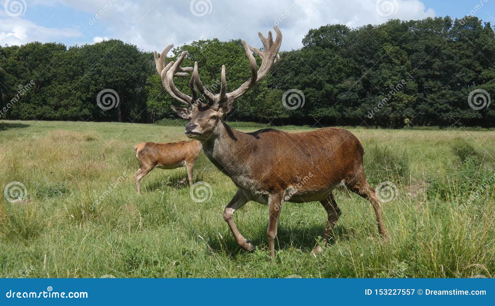 Stag and Deer in a Field in Summer Stock Image - Image of nature ...