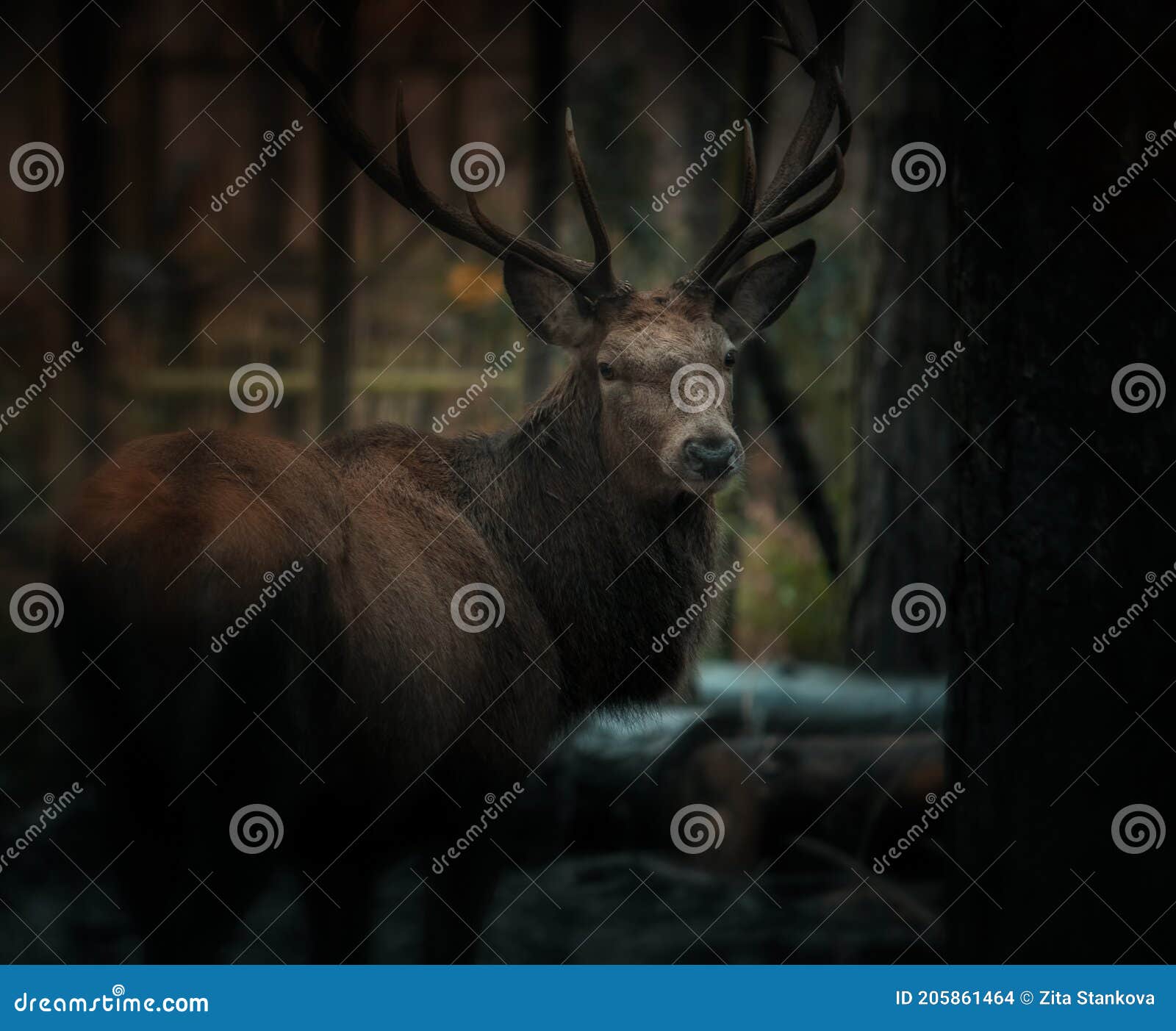 Stag Deer Looking Back in the Dark Forest Stock Photo - Image of mammal ...