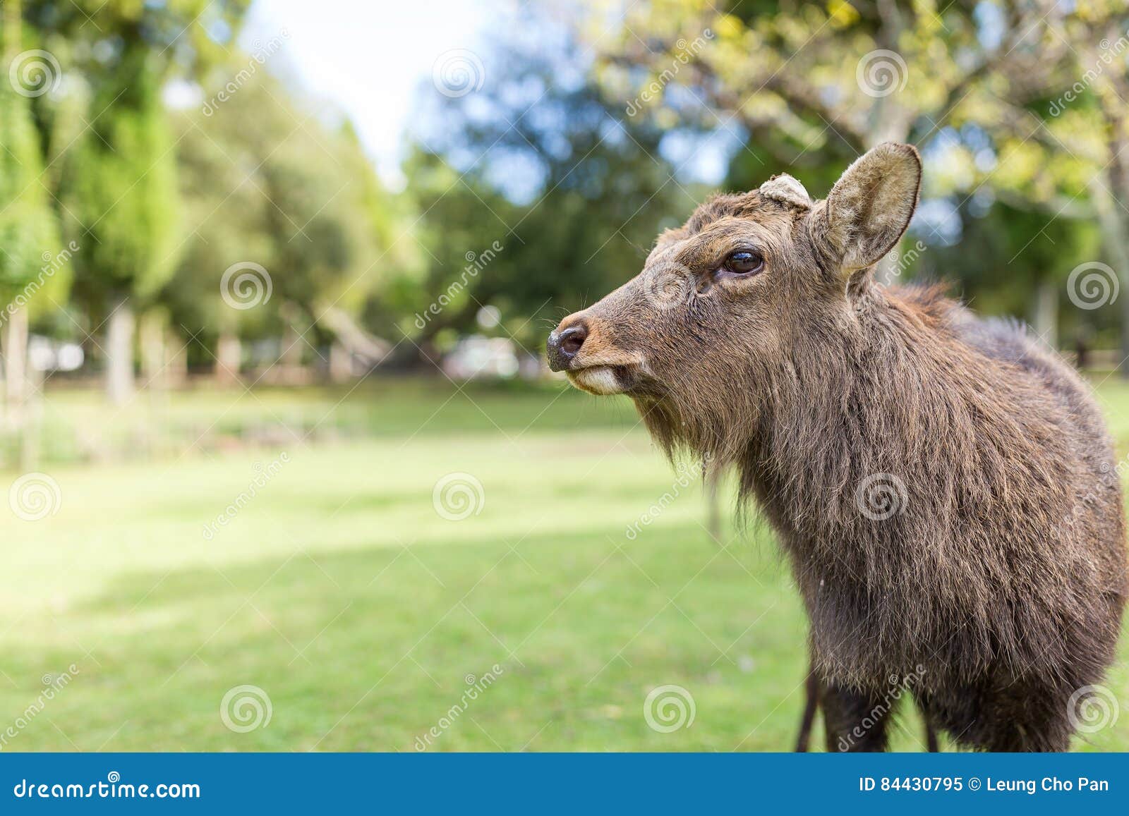 Stag deer stock image. Image of japan, white, nature - 84430795