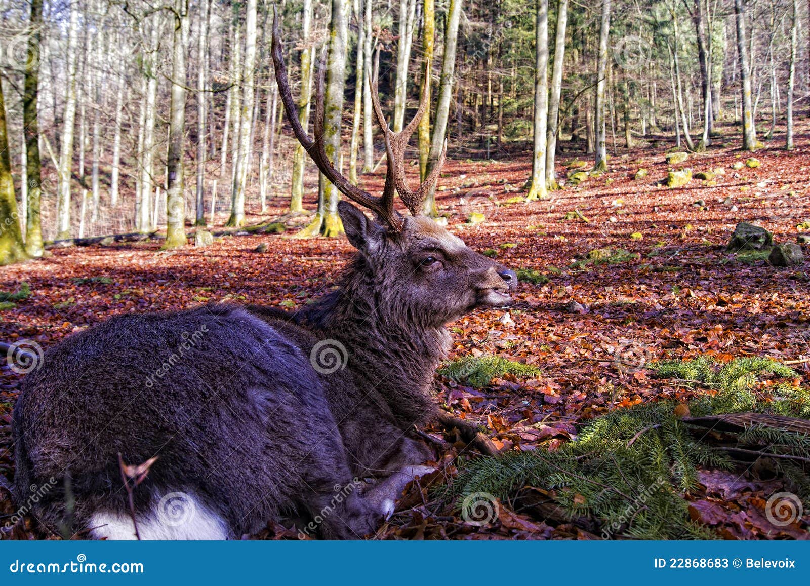 Stag Deer Resting in Woodland Stock Image - Image of deer, forest: 22868683