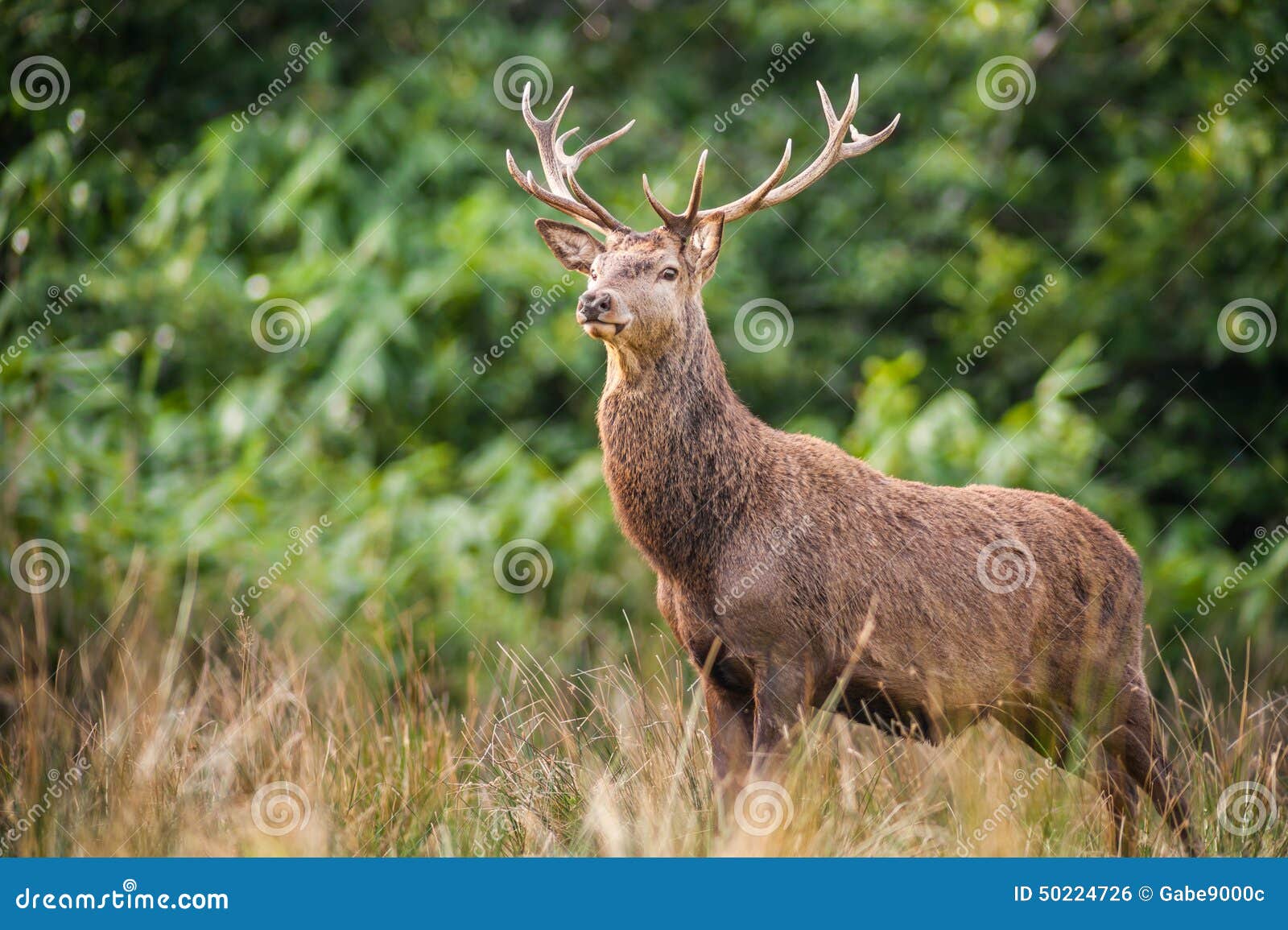 Stag Deer Standing Tall in a Field Stock Photo - Image of winter, fall ...