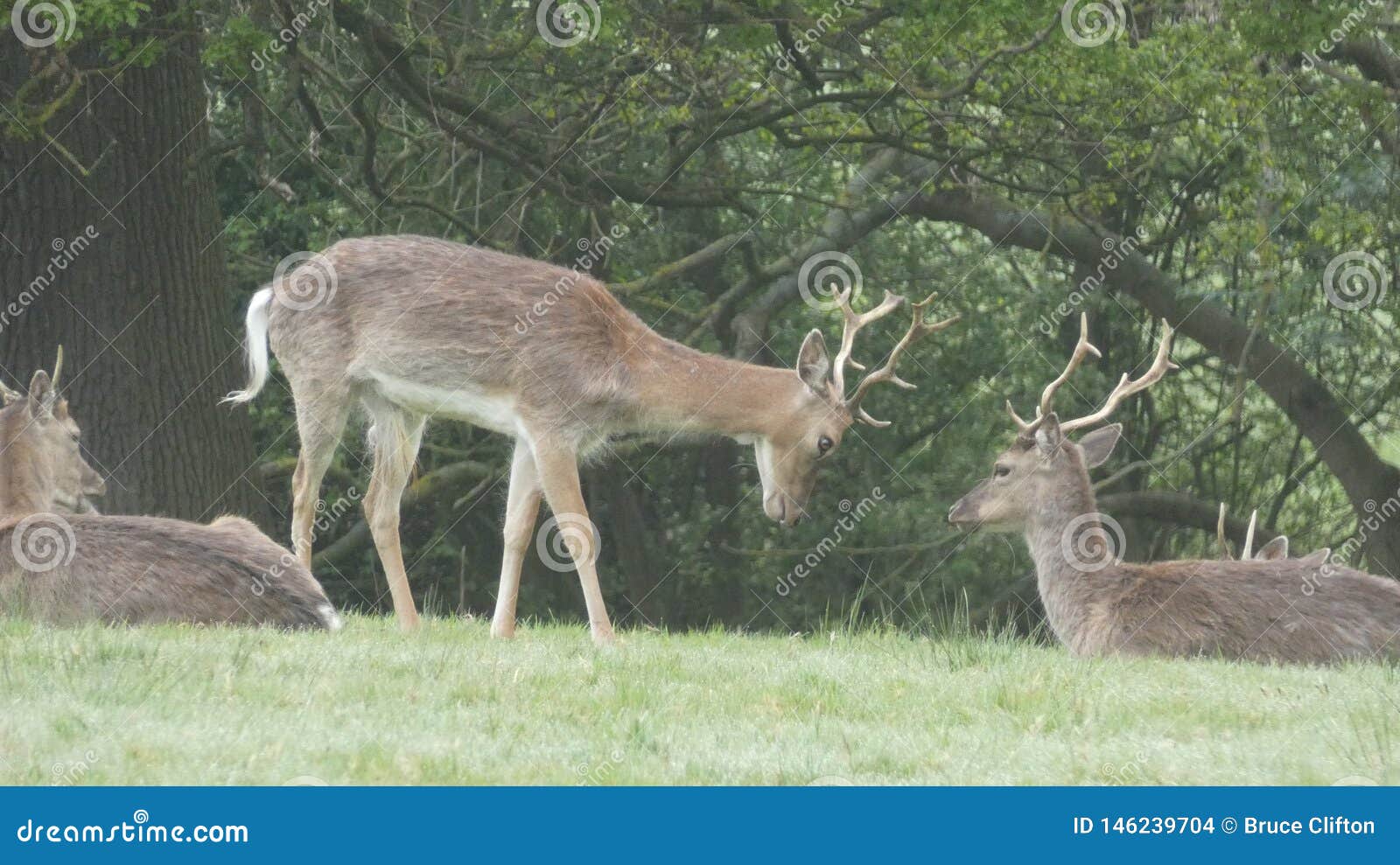 Stag Doe Kids and the Harem 10 Stock Photo - Image of fallow, dogs ...