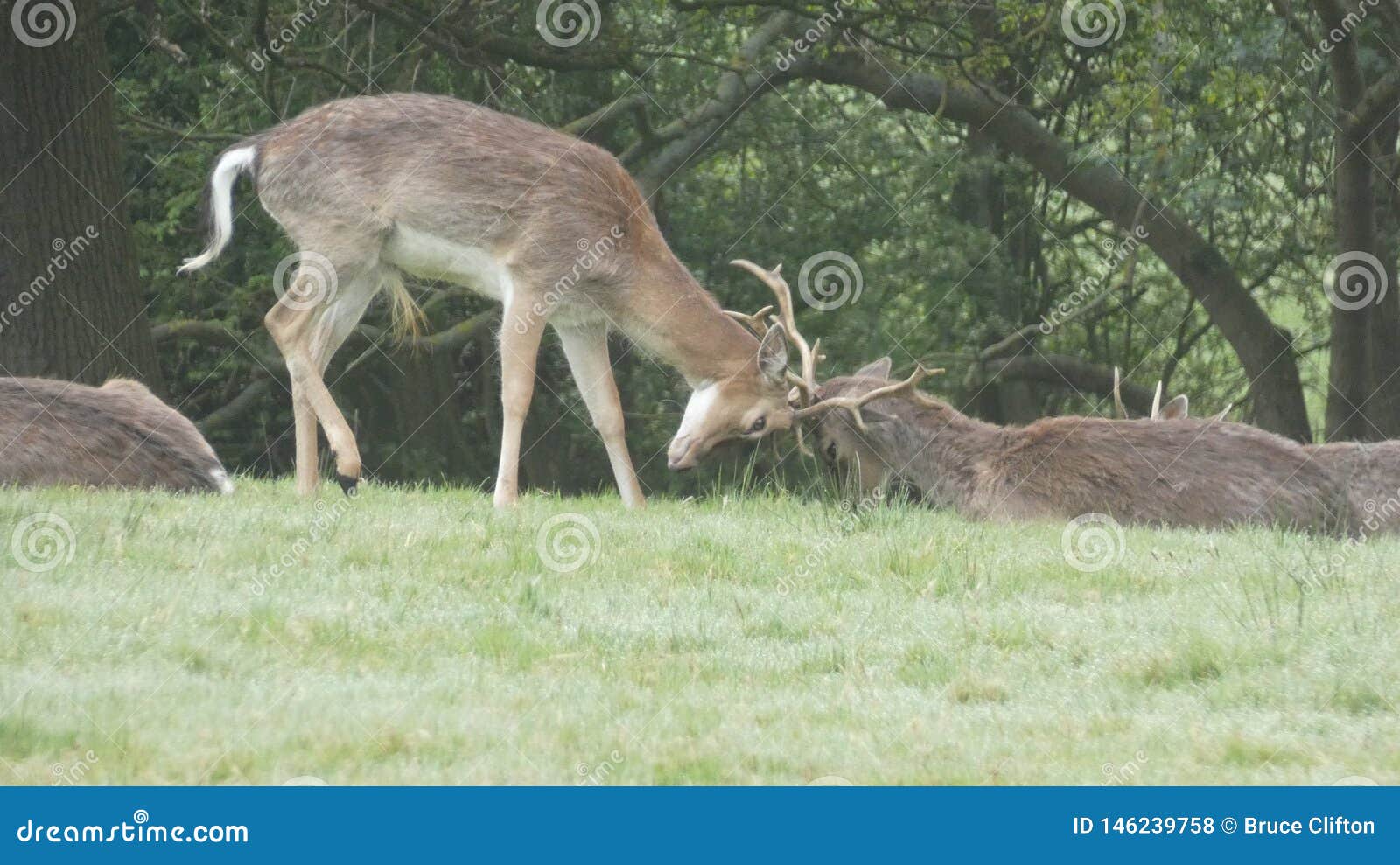 Stag Doe Kids and the Harem 12 Stock Photo - Image of lifestyle ...