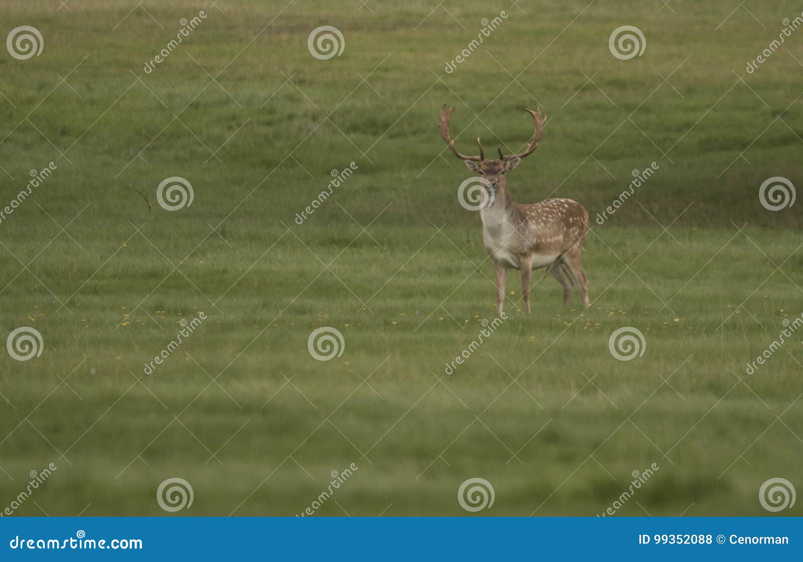 Stag stock photo. Image of looking, camera, fallow, deer - 99352088