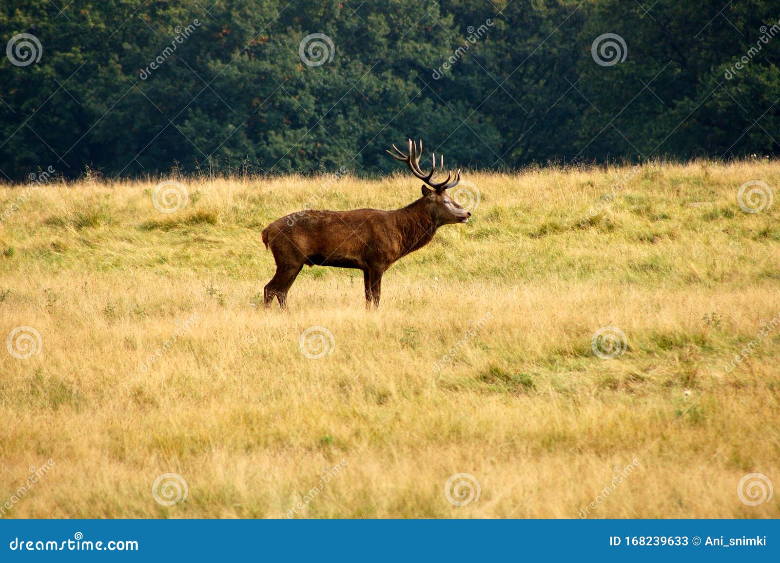 A stag stock image. Image of wildlife, animal, richmond - 168239633