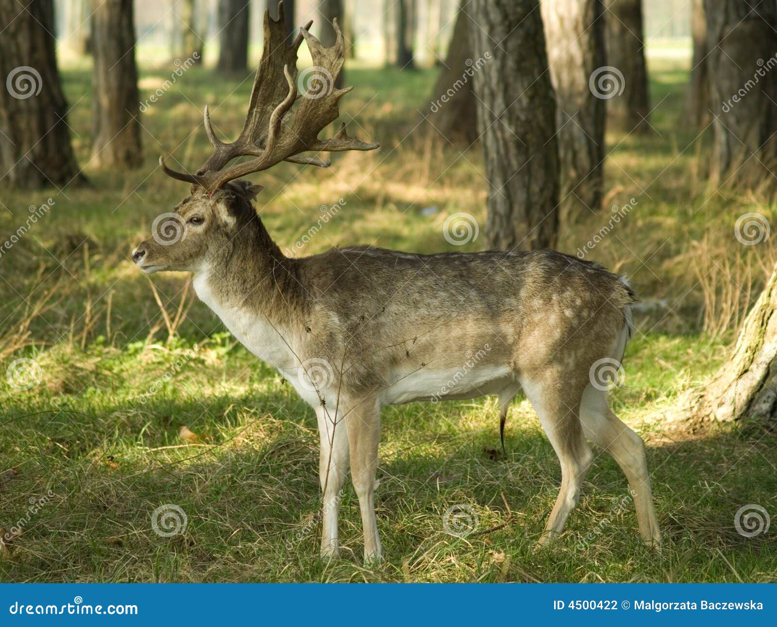 Stag in a forest stock photo. Image of nature, tree, horns - 4500422