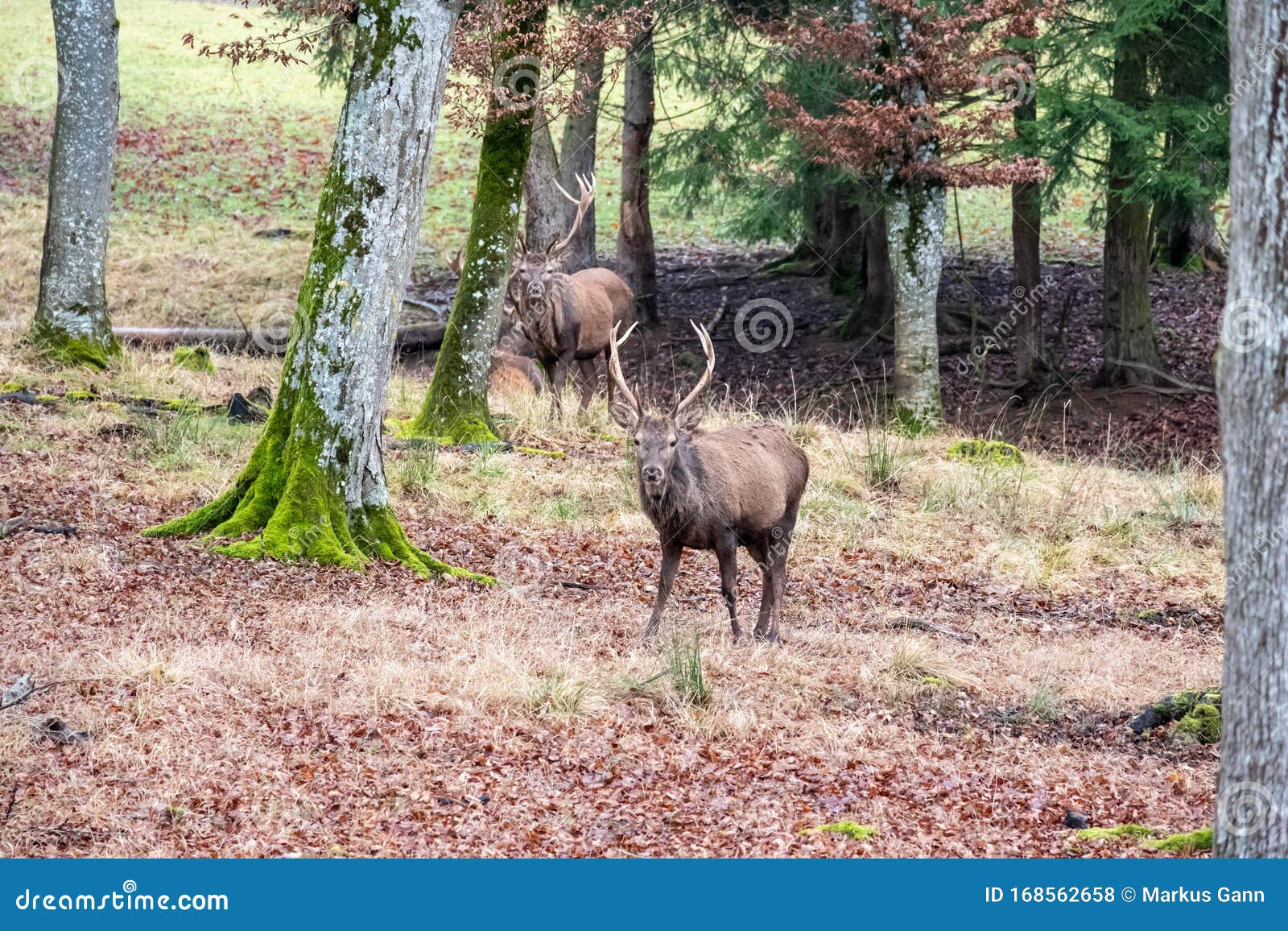 Stag in the forest stock photo. Image of wildlife, beauty - 168562658