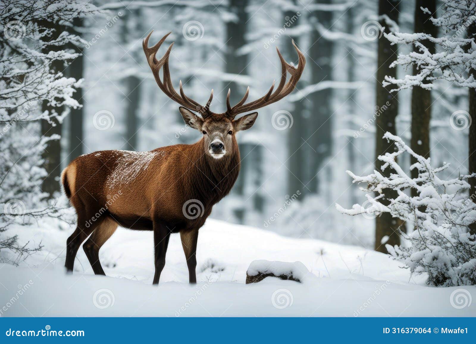 Stag Front Deer Background Red White Studio Profile Standing Stock ...