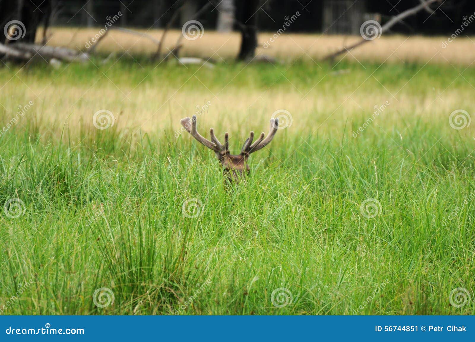Stag in grass stock image. Image of deer, fauna, outdoor - 56744851
