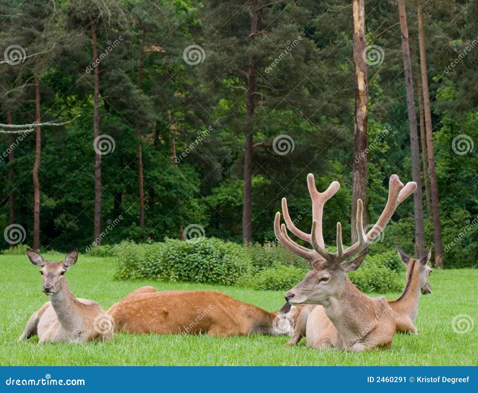 Stag & harem stock image. Image of mammal, females - 2460291
