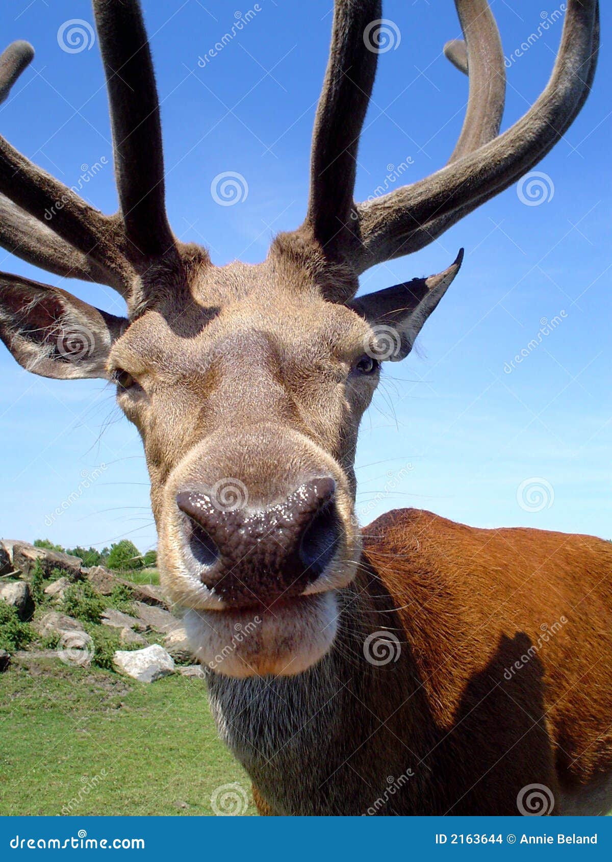 Stag head stock photo. Image of head, wildlife, brown - 2163644