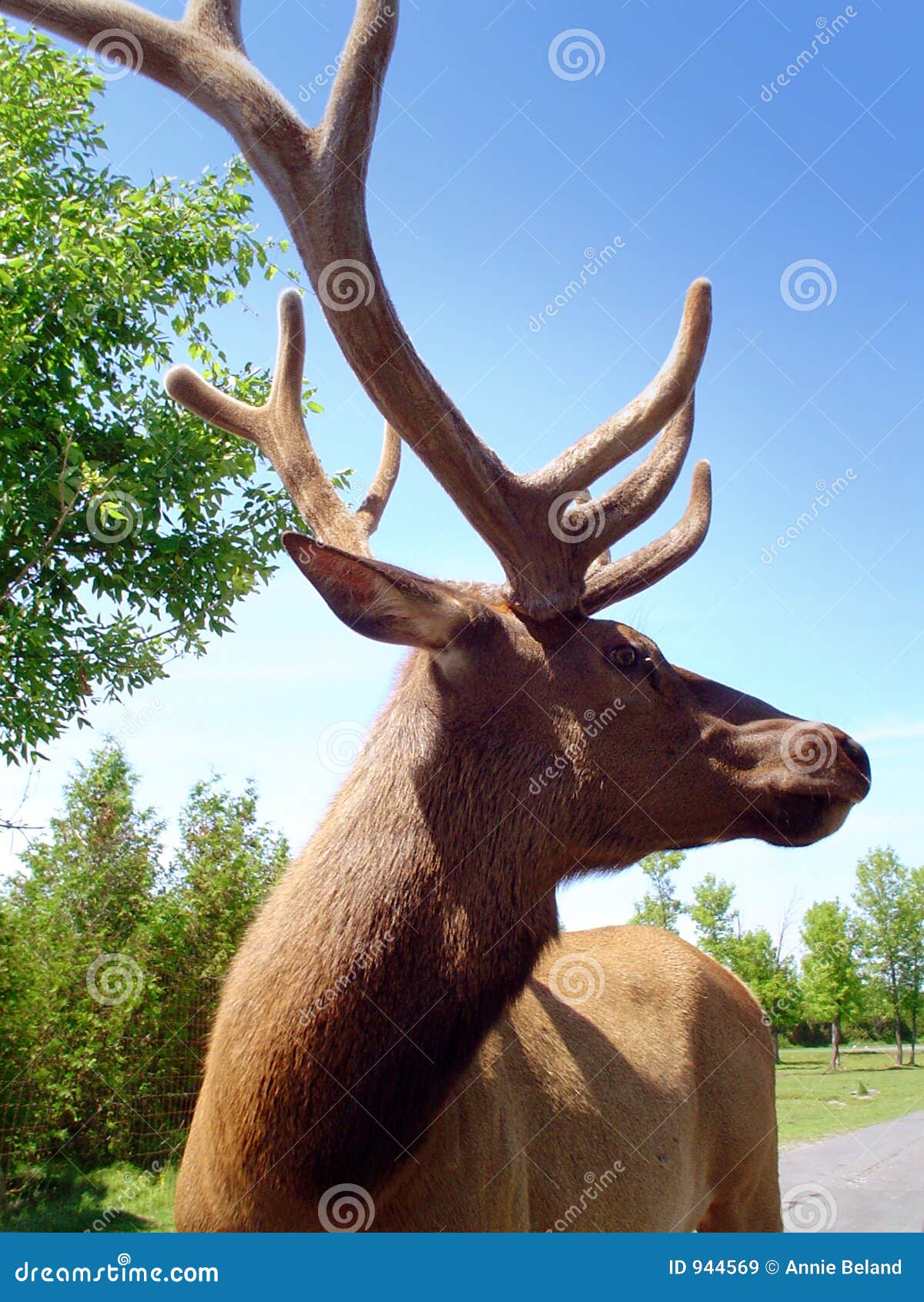 Stag head stock image. Image of blue, antlers, horizontal - 944569