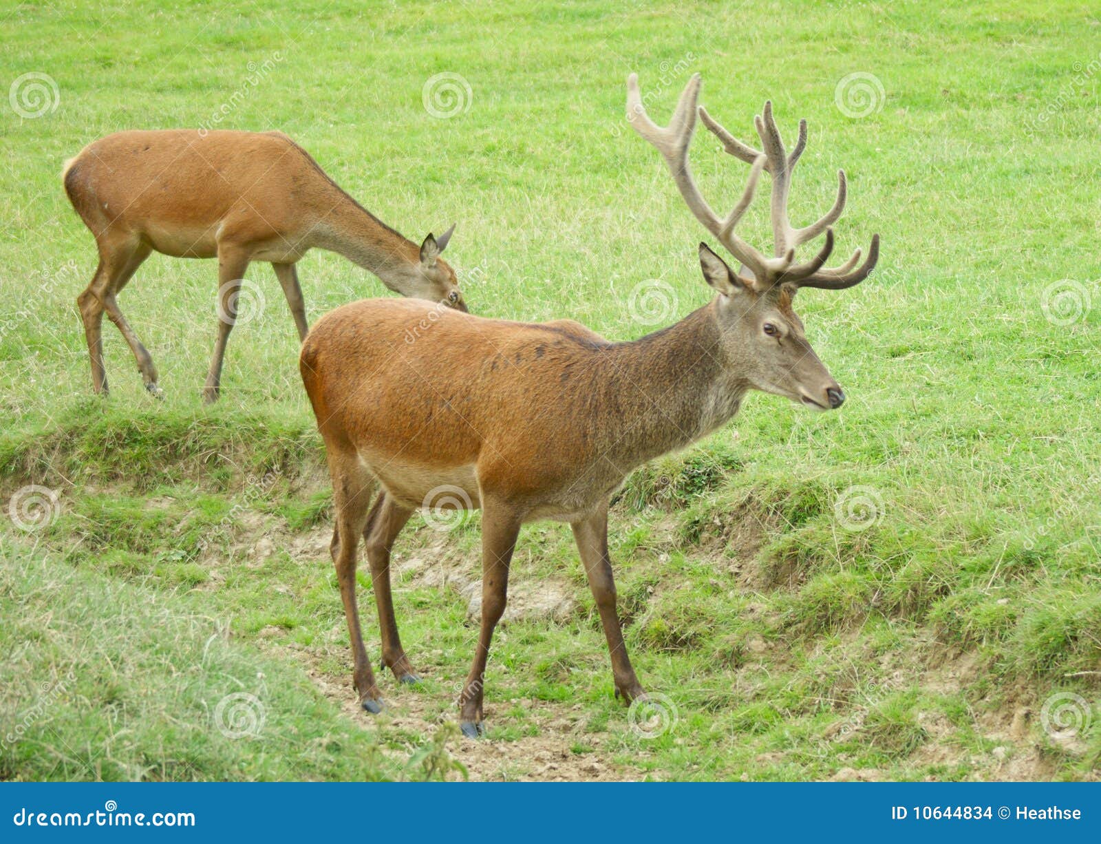 Stag and hind (red deer) stock photo. Image of stag, antlers - 10644834