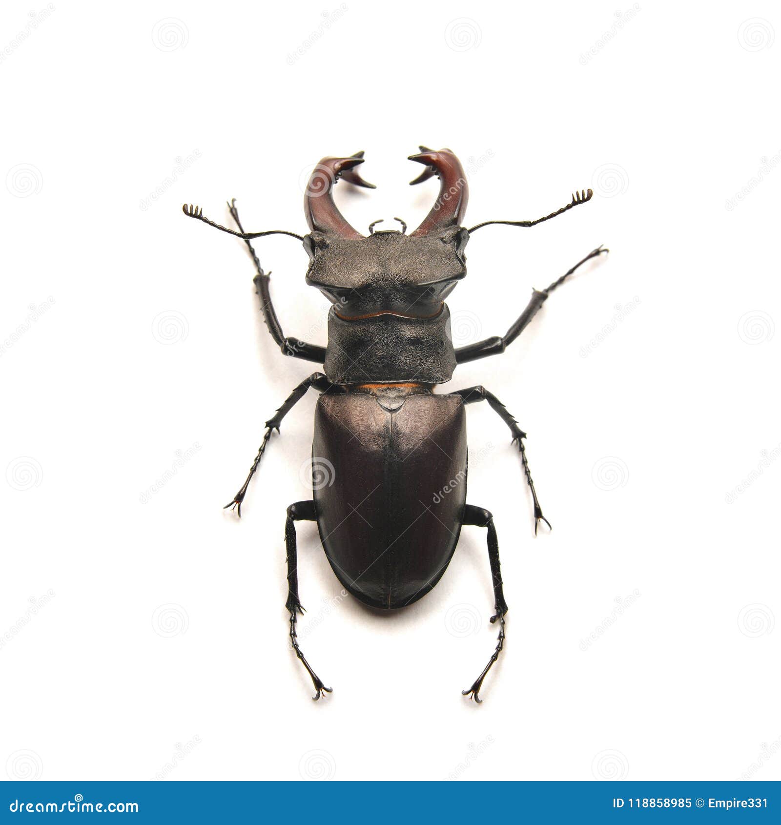 Stag horn beetle stock image. Image of claw, animal - 118858985