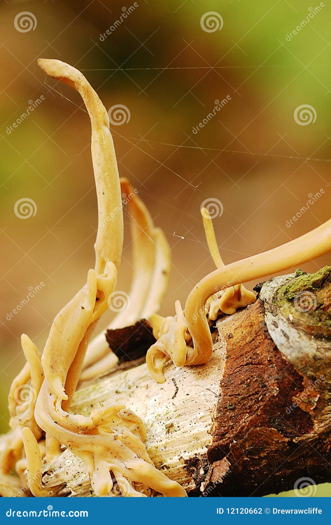 Stag horn fungi stock photo. Image of white, horn, woodland - 12120662