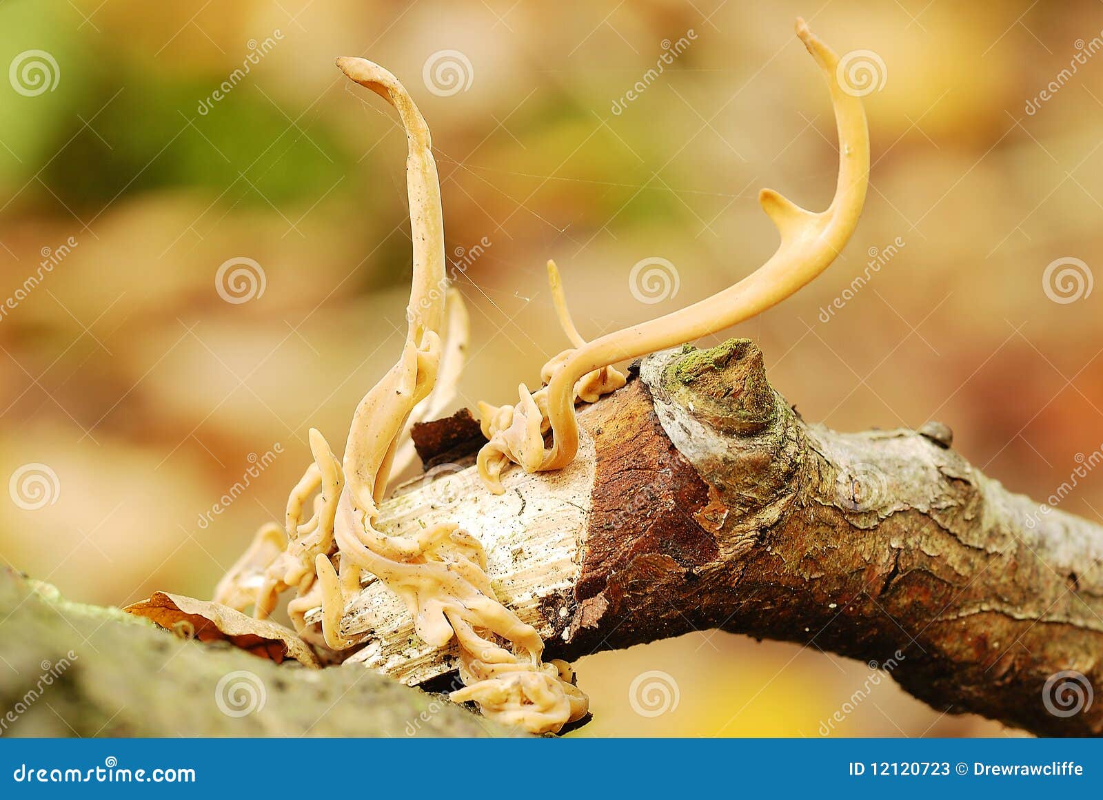 Stag horn fungi stock image. Image of white, horn, mushrooms - 12120723