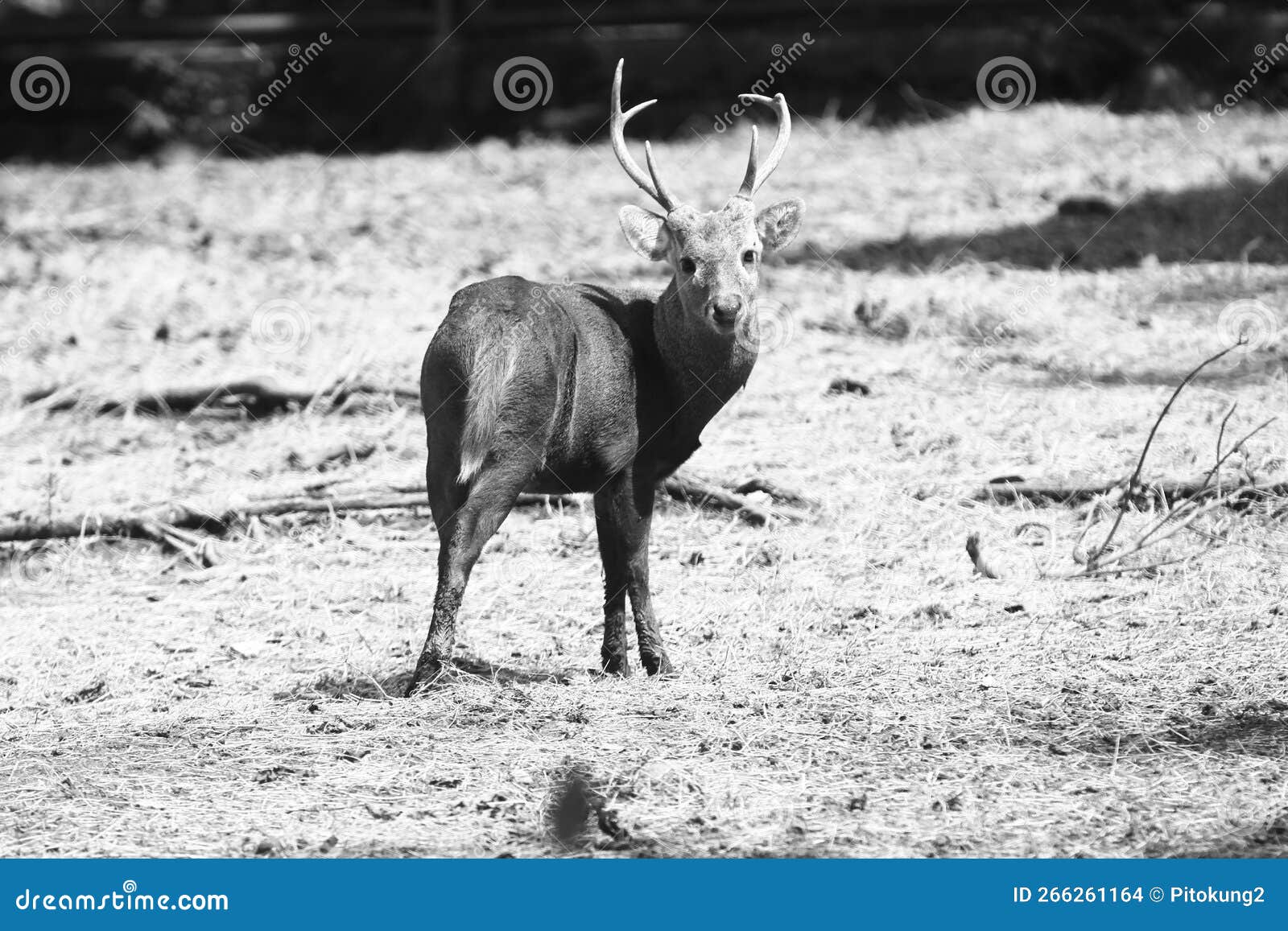 A stag looking back stock photo. Image of safari, monochrome - 266261164